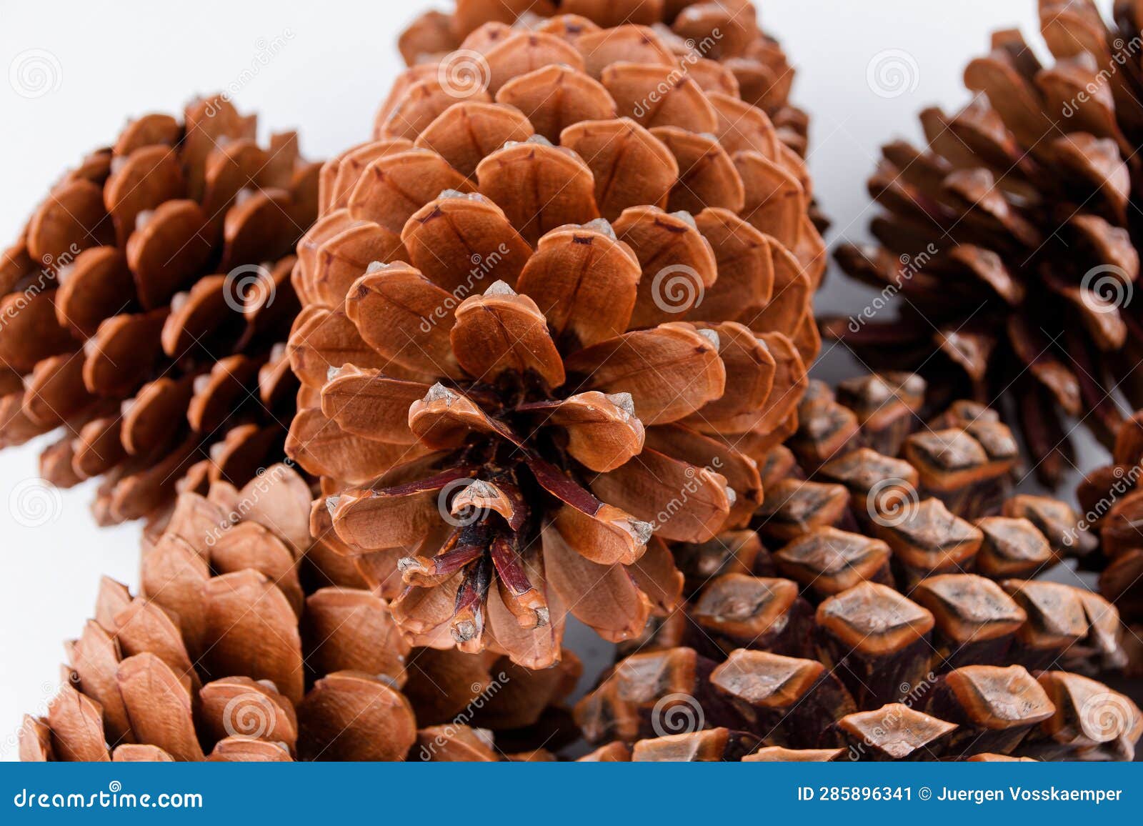 Biological Example of Fibonacci Spirals Seen at a Pine Cone Stock Image ...