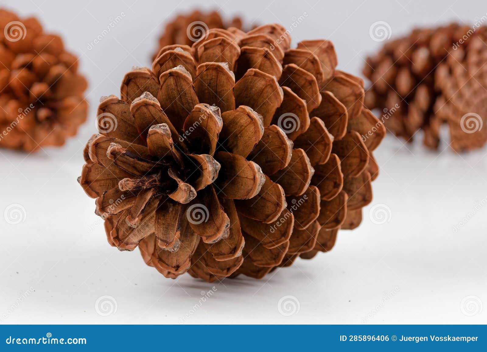 Biological Example of Fibonacci Spirals Seen at a Pine Cone Stock Photo - Image of golden, close ...
