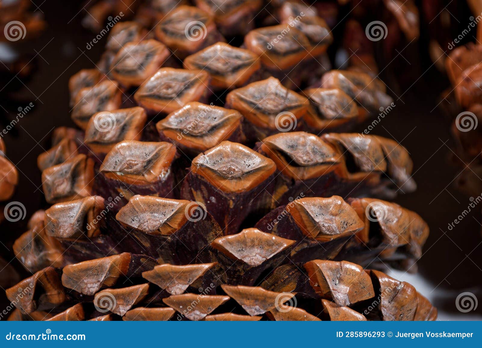 Biological Example of Fibonacci Spirals Seen at a Pine Cone Stock Image ...