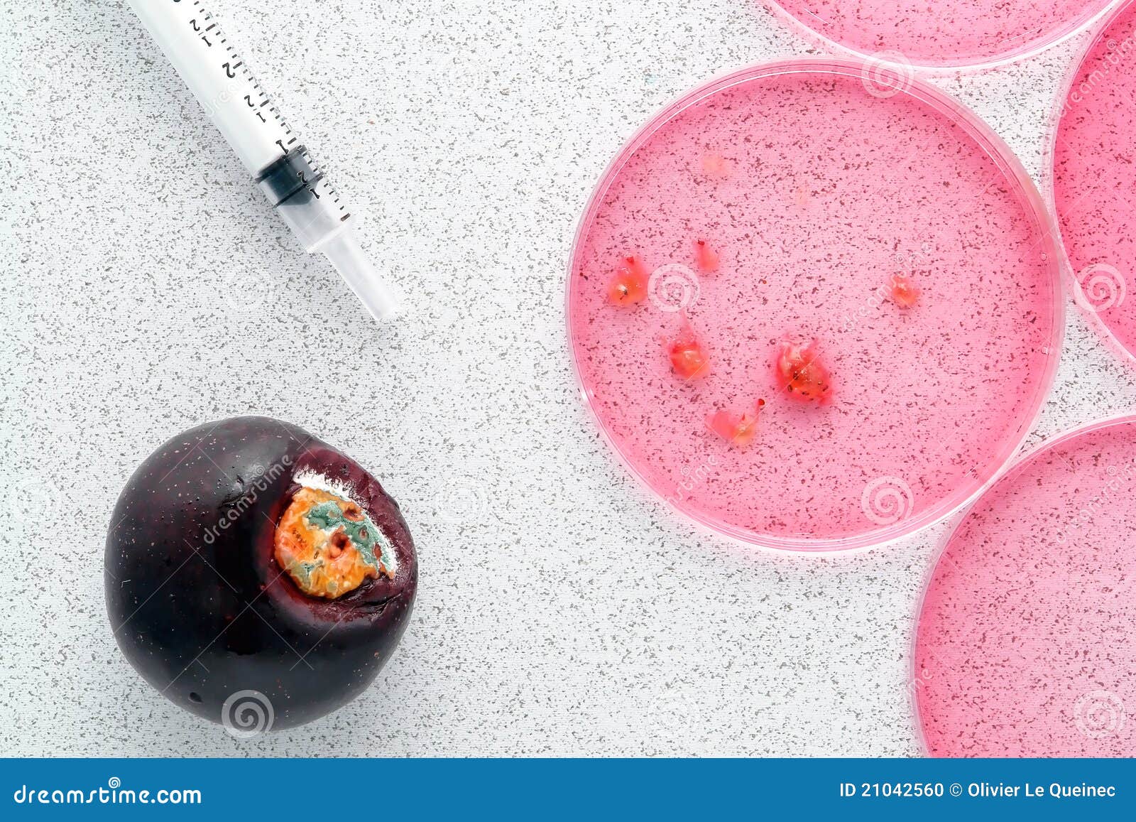 Biological Experiment in Science Research Lab Stock Photo - Image of ...