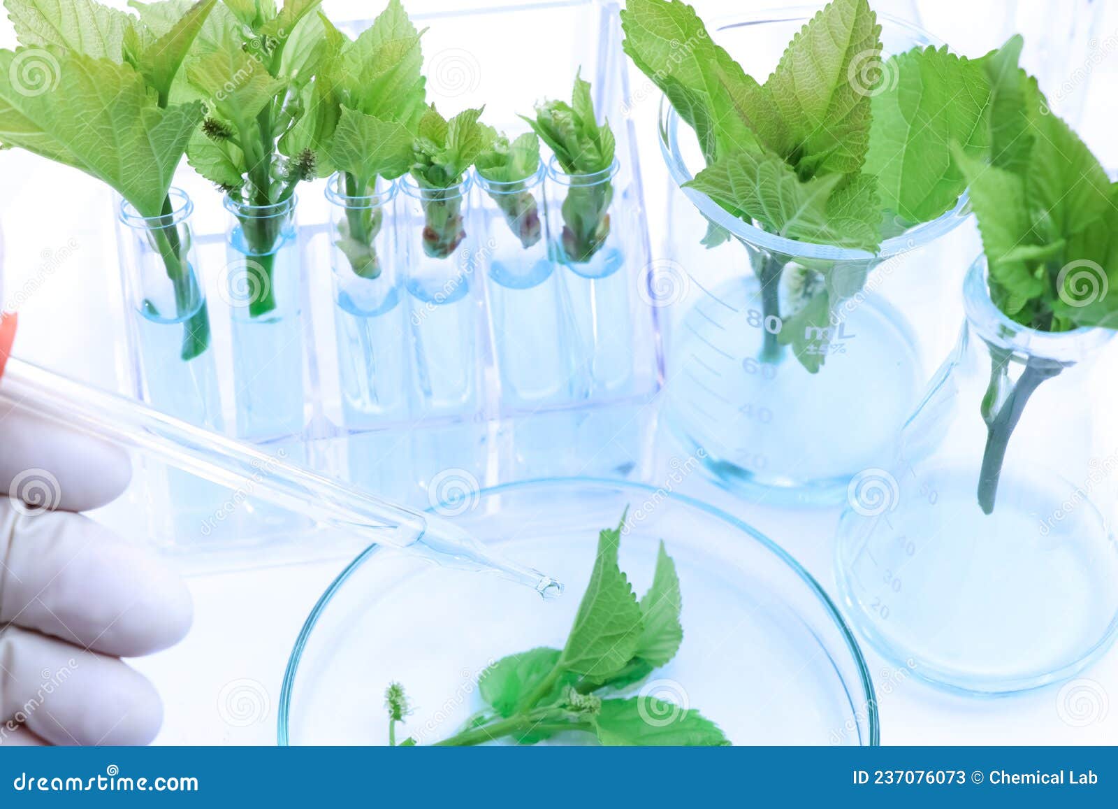 Biological Experiments in the Laboratory Stock Image - Image of biology ...