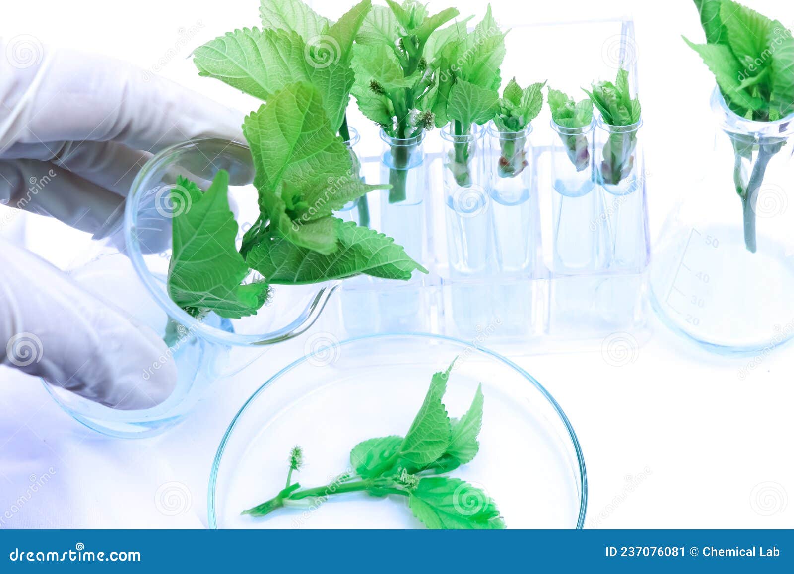 Biological Experiments in the Laboratory Stock Image - Image of drug ...