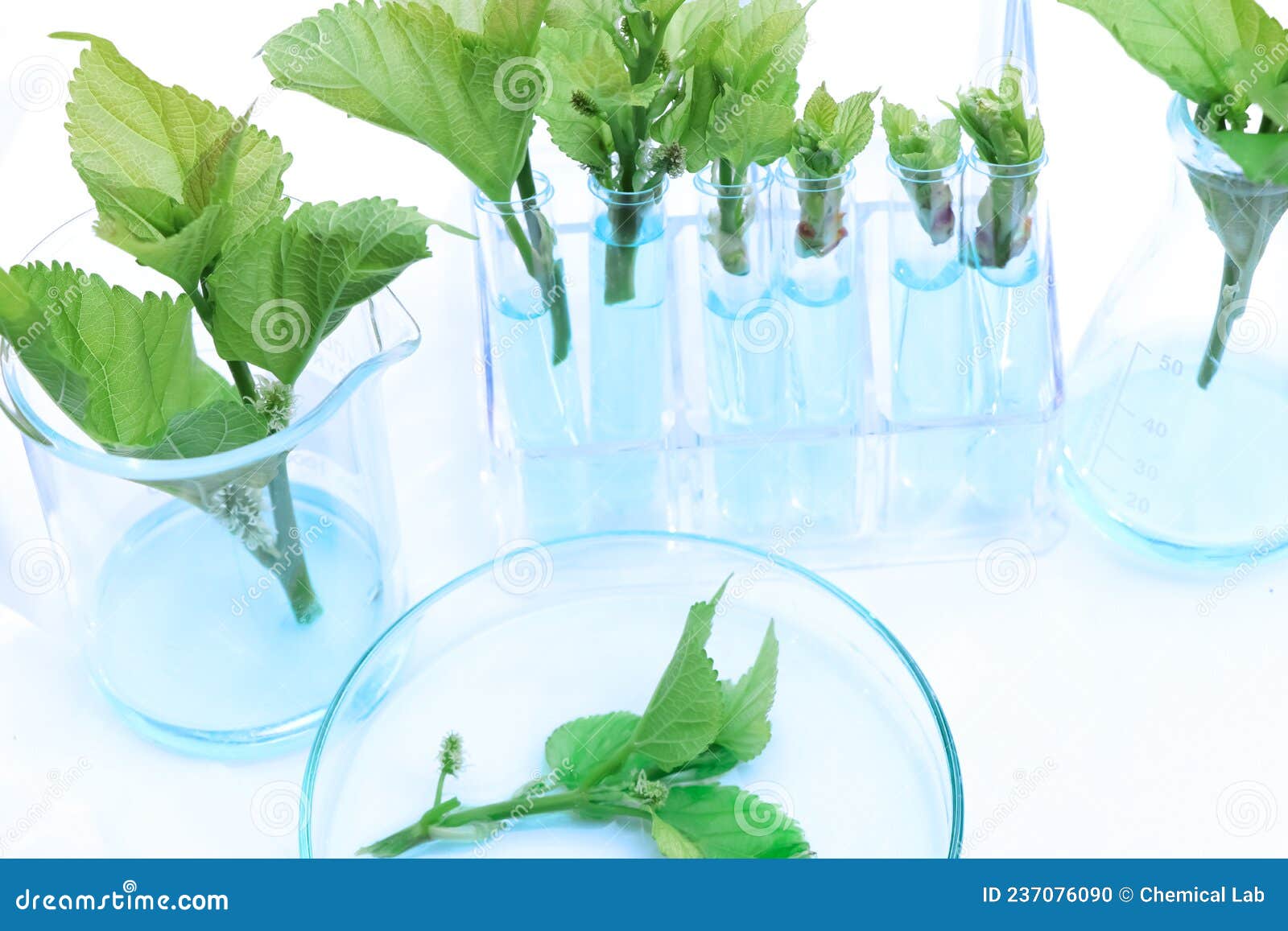 Biological Experiments in the Laboratory Stock Photo - Image of ...