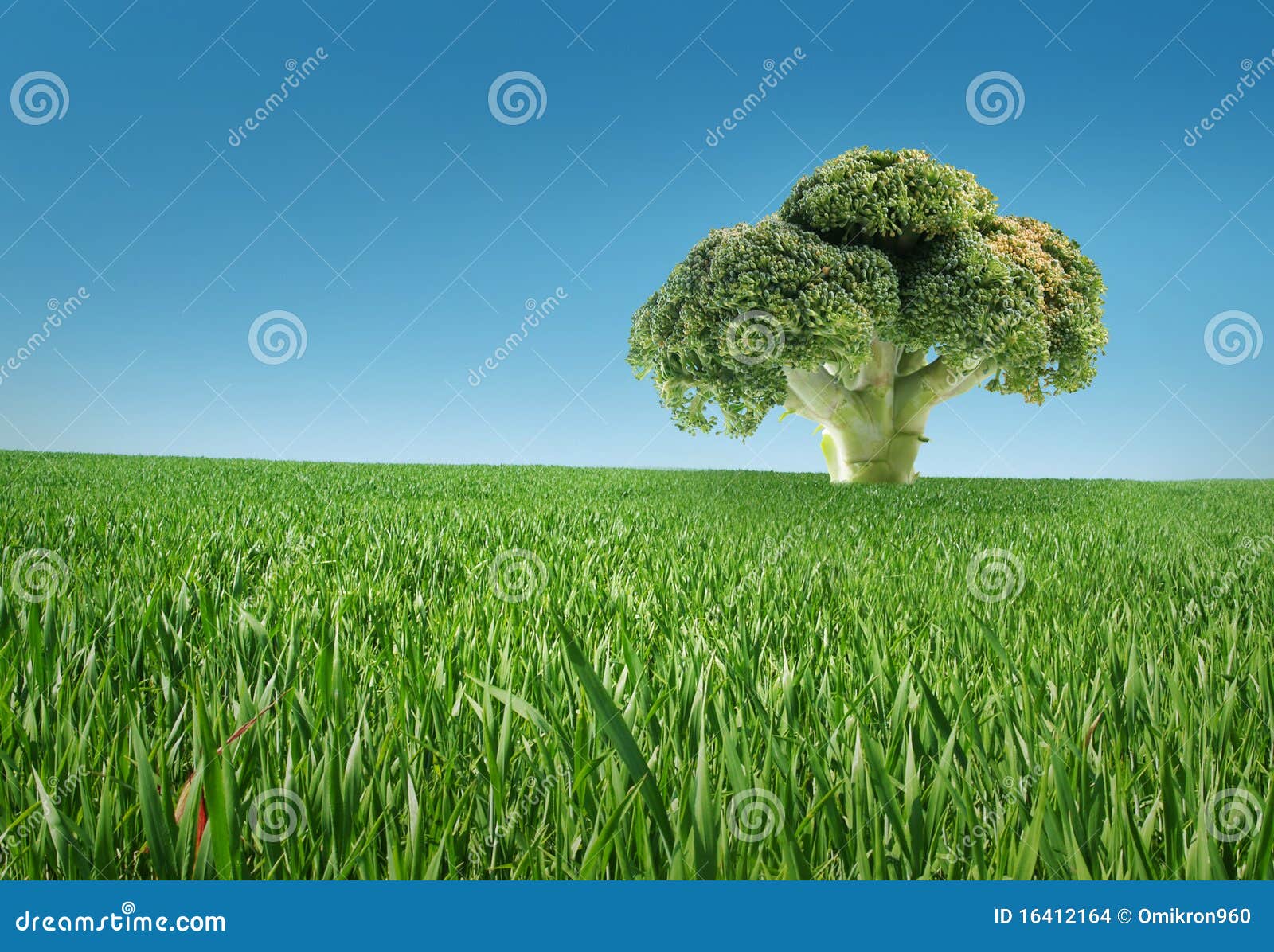 Biological food stock photo. Image of green, biologic - 16412164