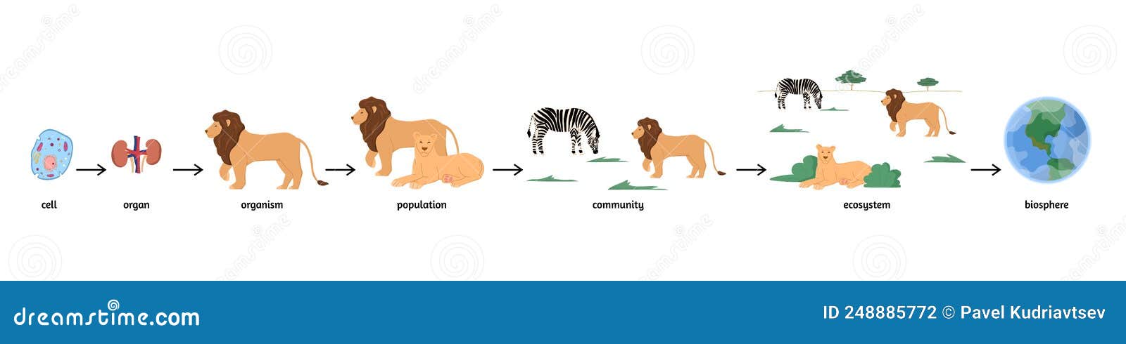 Biological Hierarchy And Ecosystem Infographics, Flat Vector ...