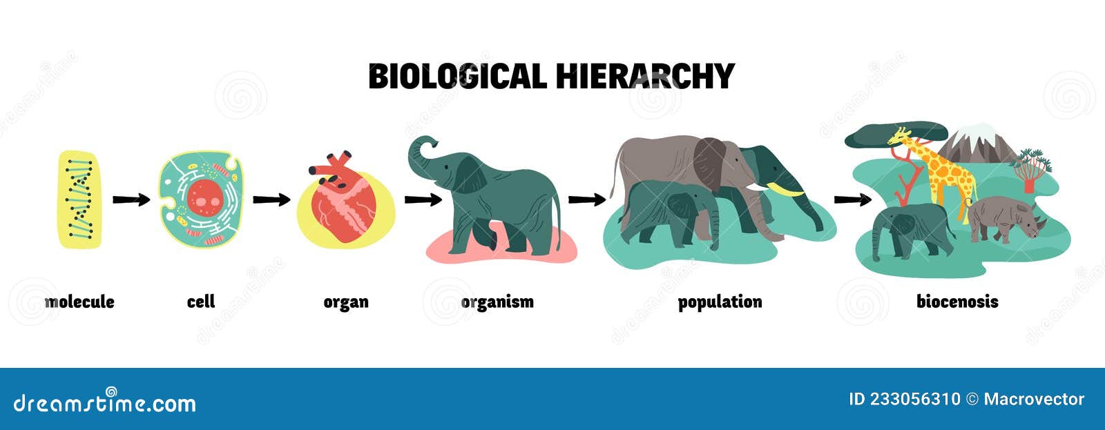 Biological Hierarchy And Ecosystem Infographics, Flat Vector ... Biological Hierarchy And Ecosystem Infographics, Flat Vector ...