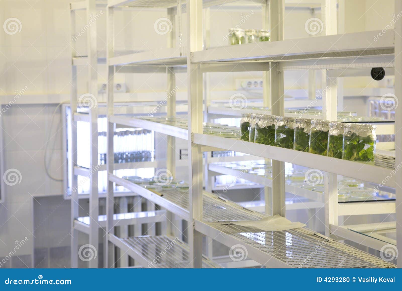 Biological laboratory stock photo. Image of hospital, health - 4293280