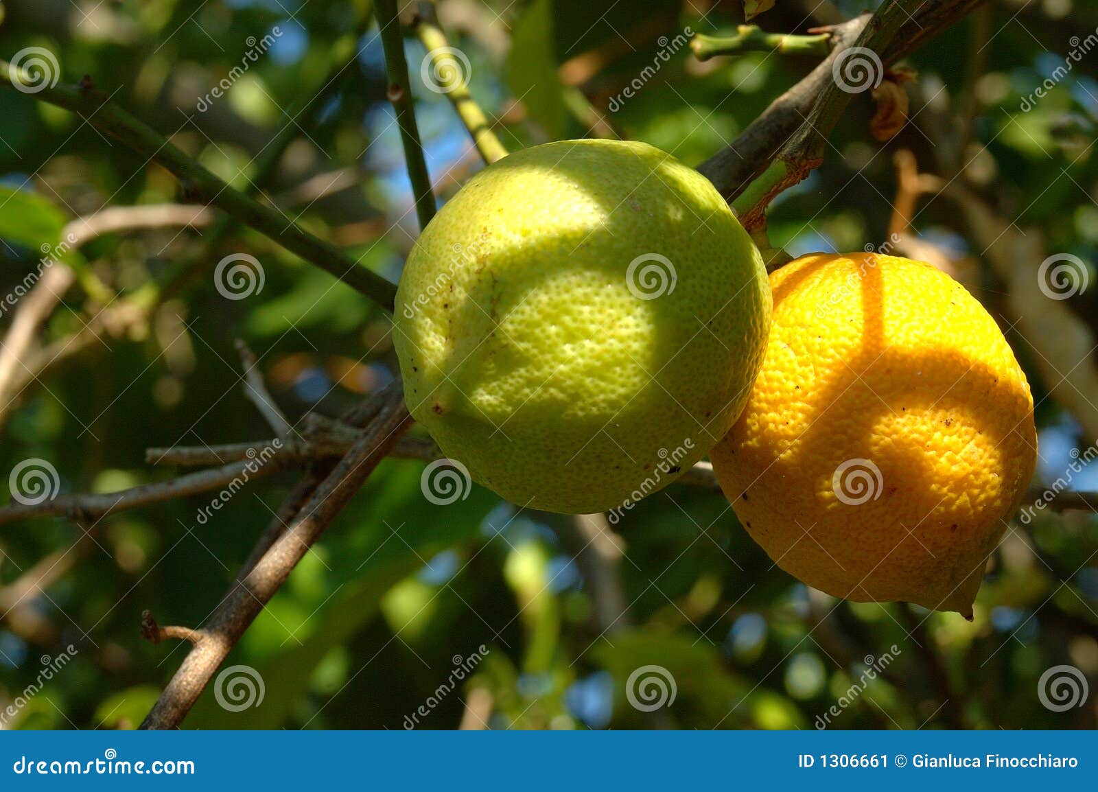 Biological lemons stock image. Image of lemon, lemonade - 1306661