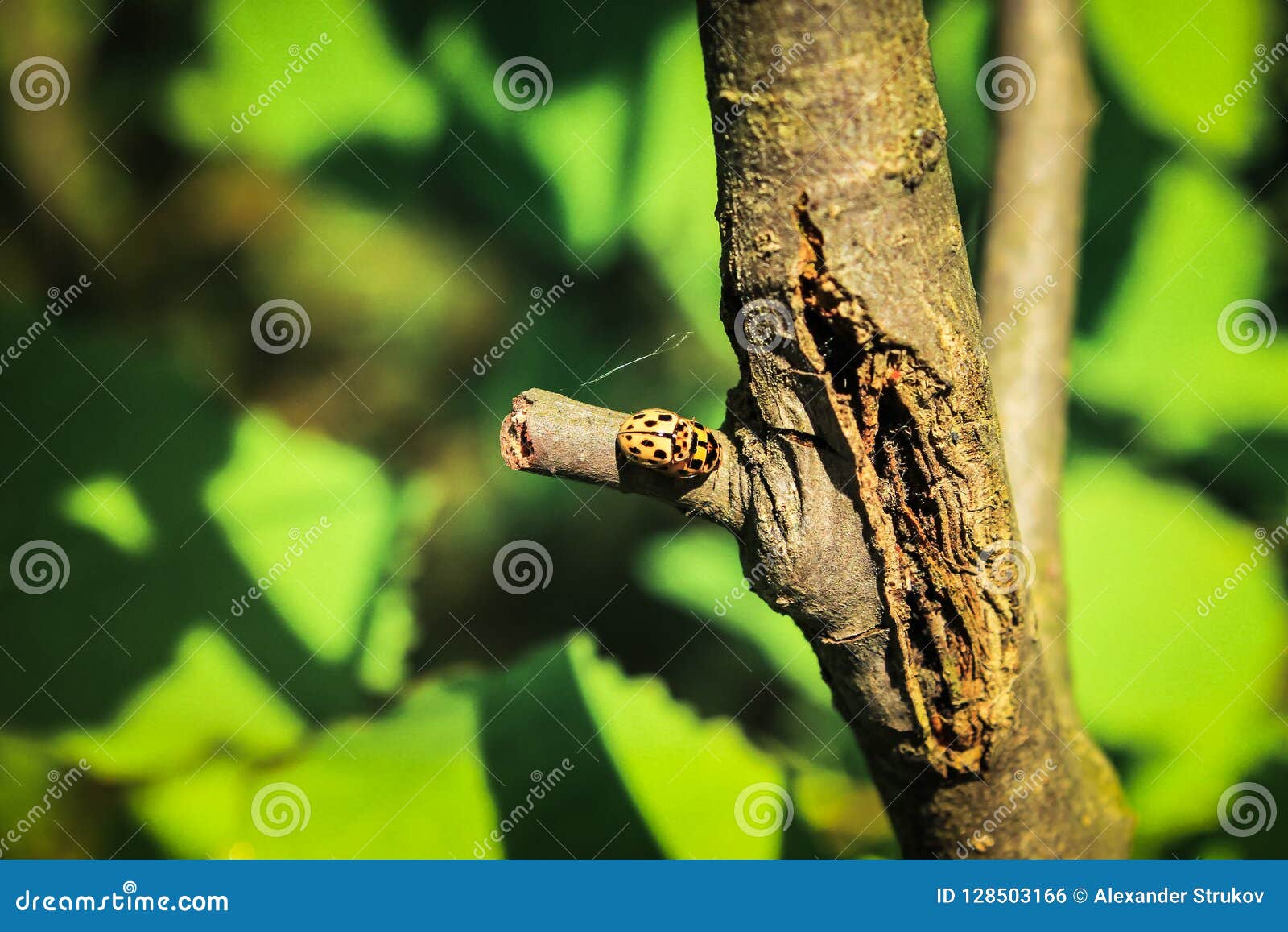 Small Insects on a Branch in Spring. Stock Photo - Image of black ...