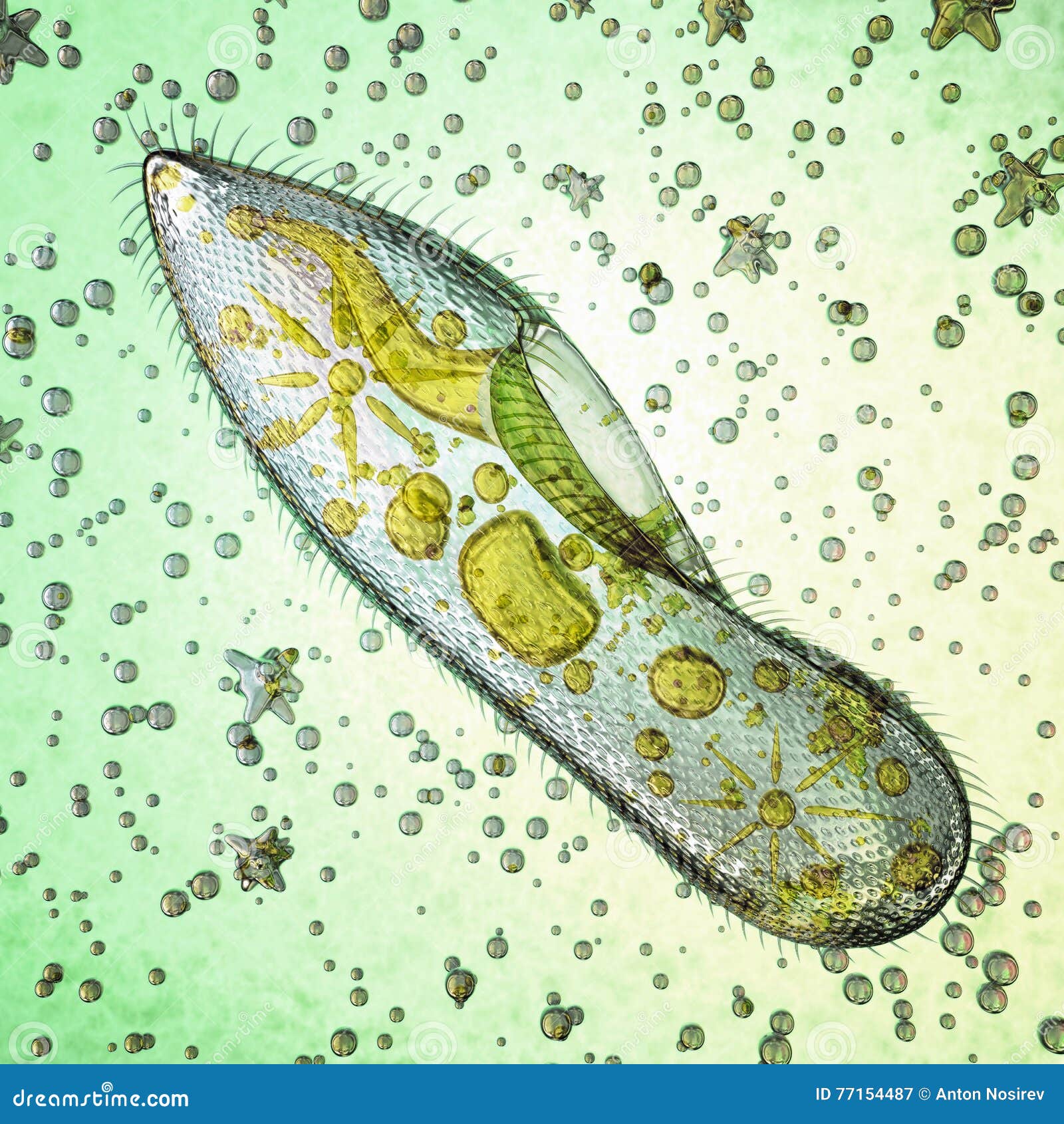 Microorganisms Paramecium