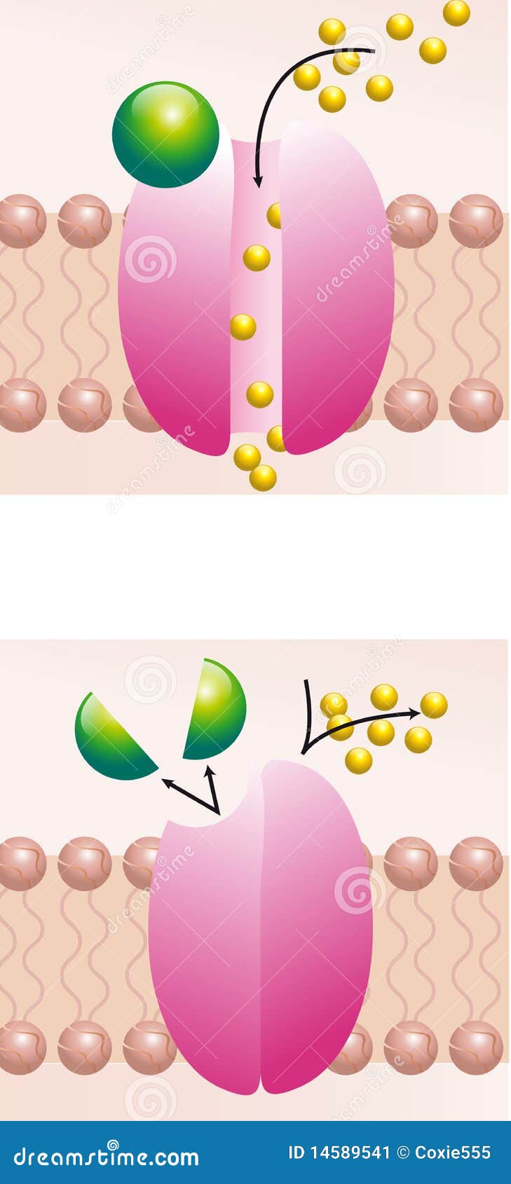 Nerve Response To Pain And Touch Cartoon Vector | CartoonDealer.com ...