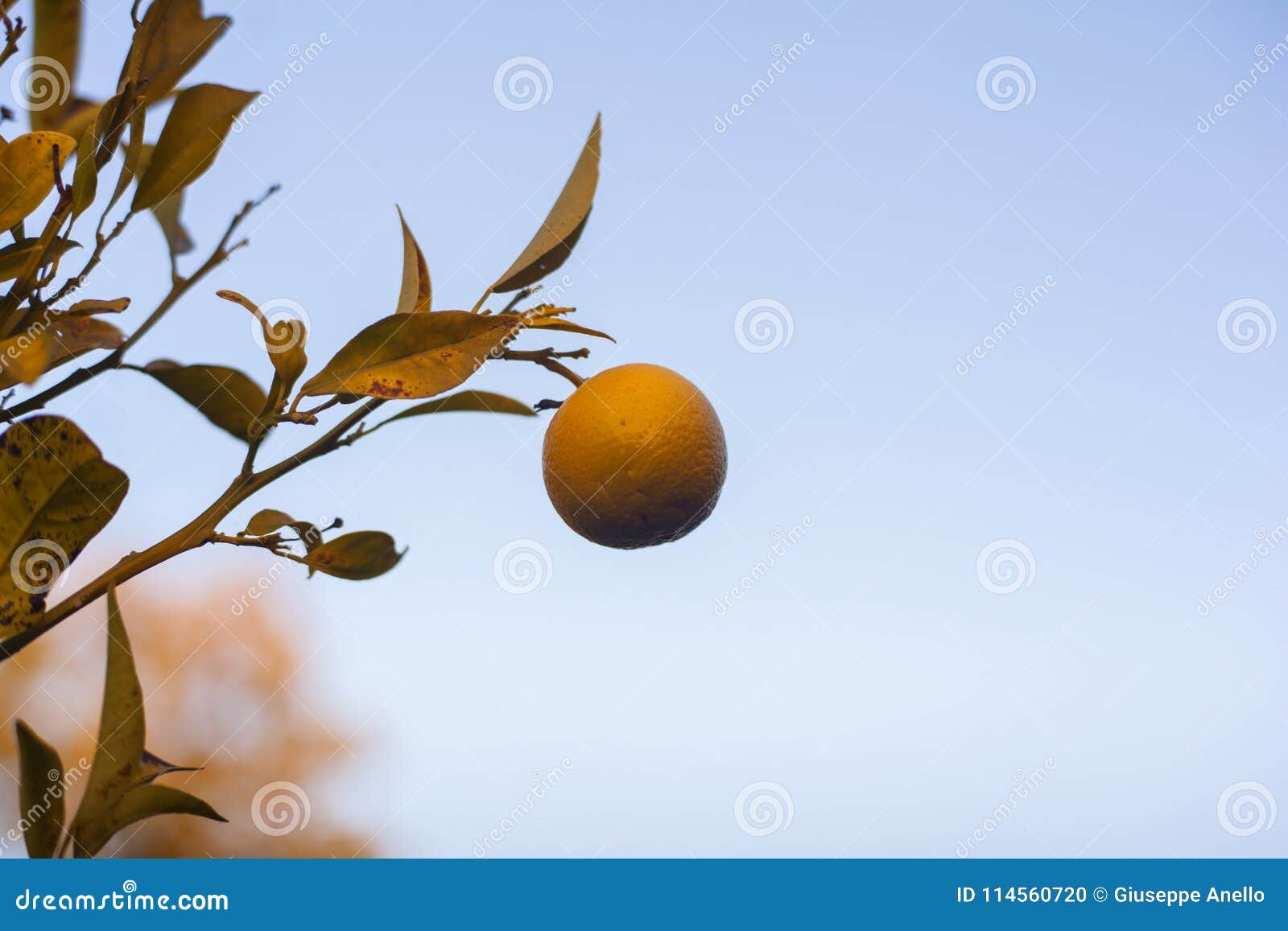 Biological Orange Hanging on the Tree Stock Photo - Image of oranges ...
