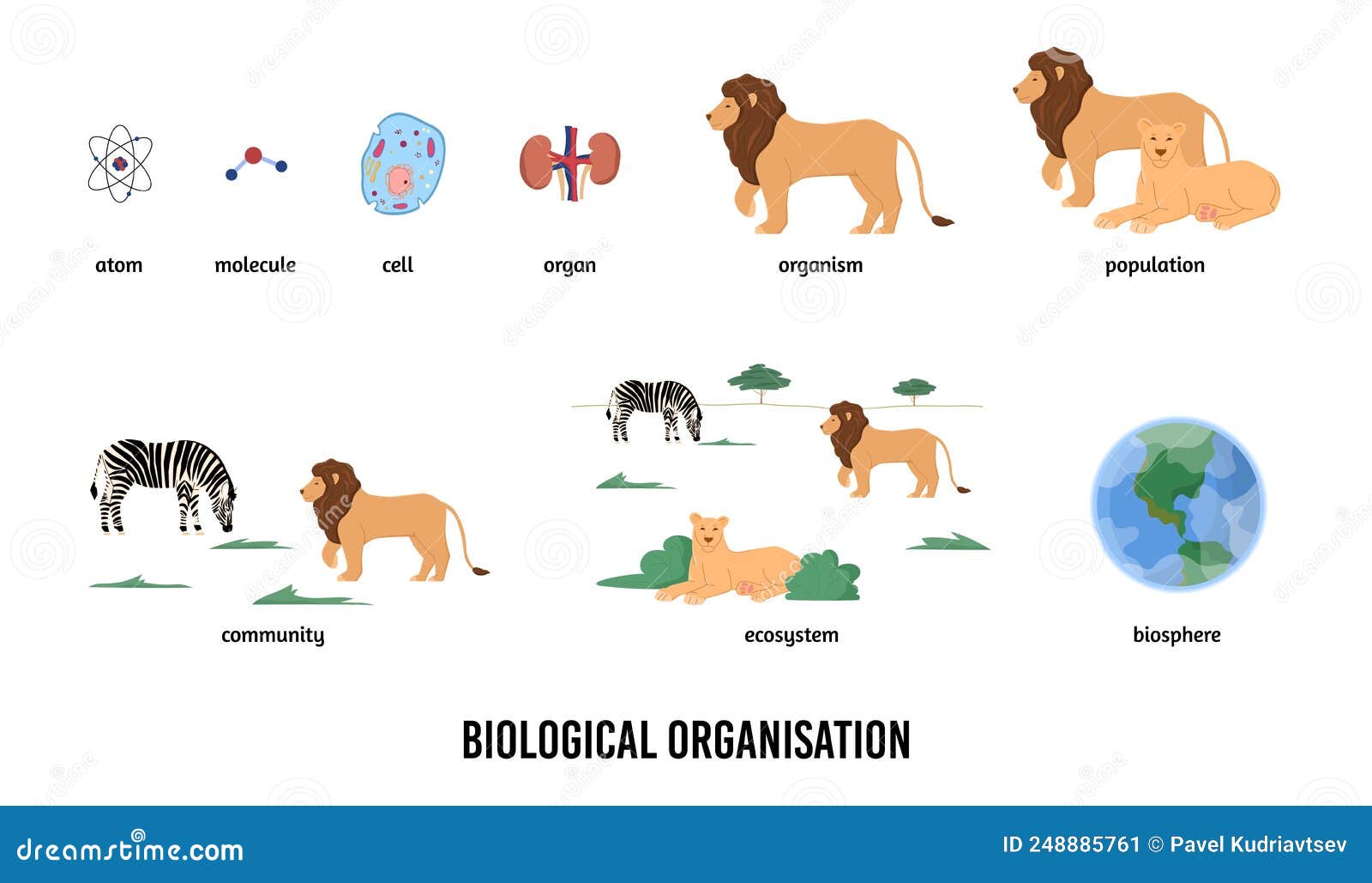 Biological Organization And Ecosystem Flat Vector Illustration Isolated ... Biological Organization And Ecosystem Flat Vector Illustration Isolated ...
