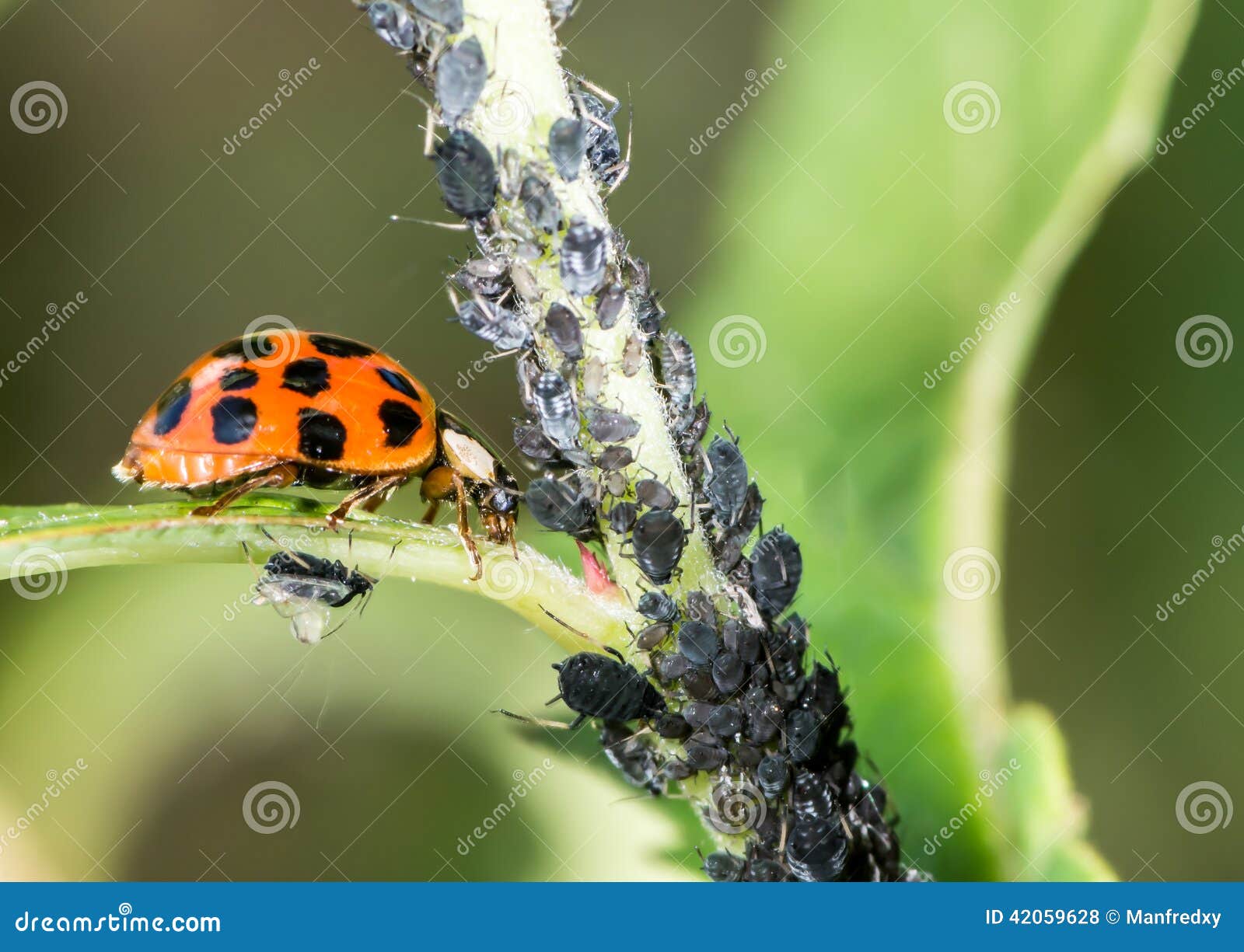Biological Pest Control stock photo. Image of biological - 42059628