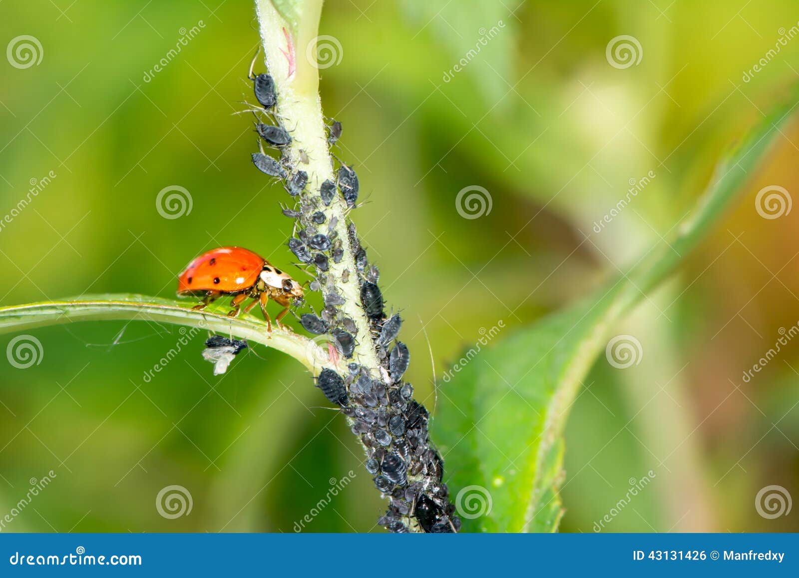 Biological Pest Control stock photo. Image of biological - 43131426
