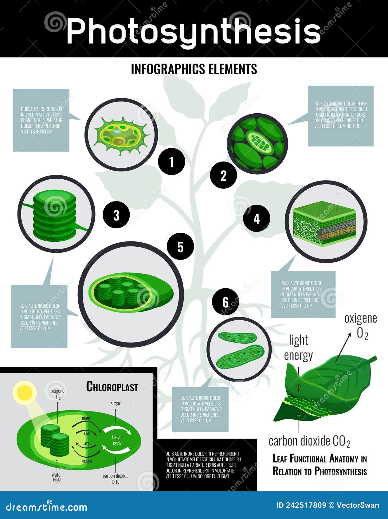 Biological Photosynthesis Infographic Poster Stock Vector ...