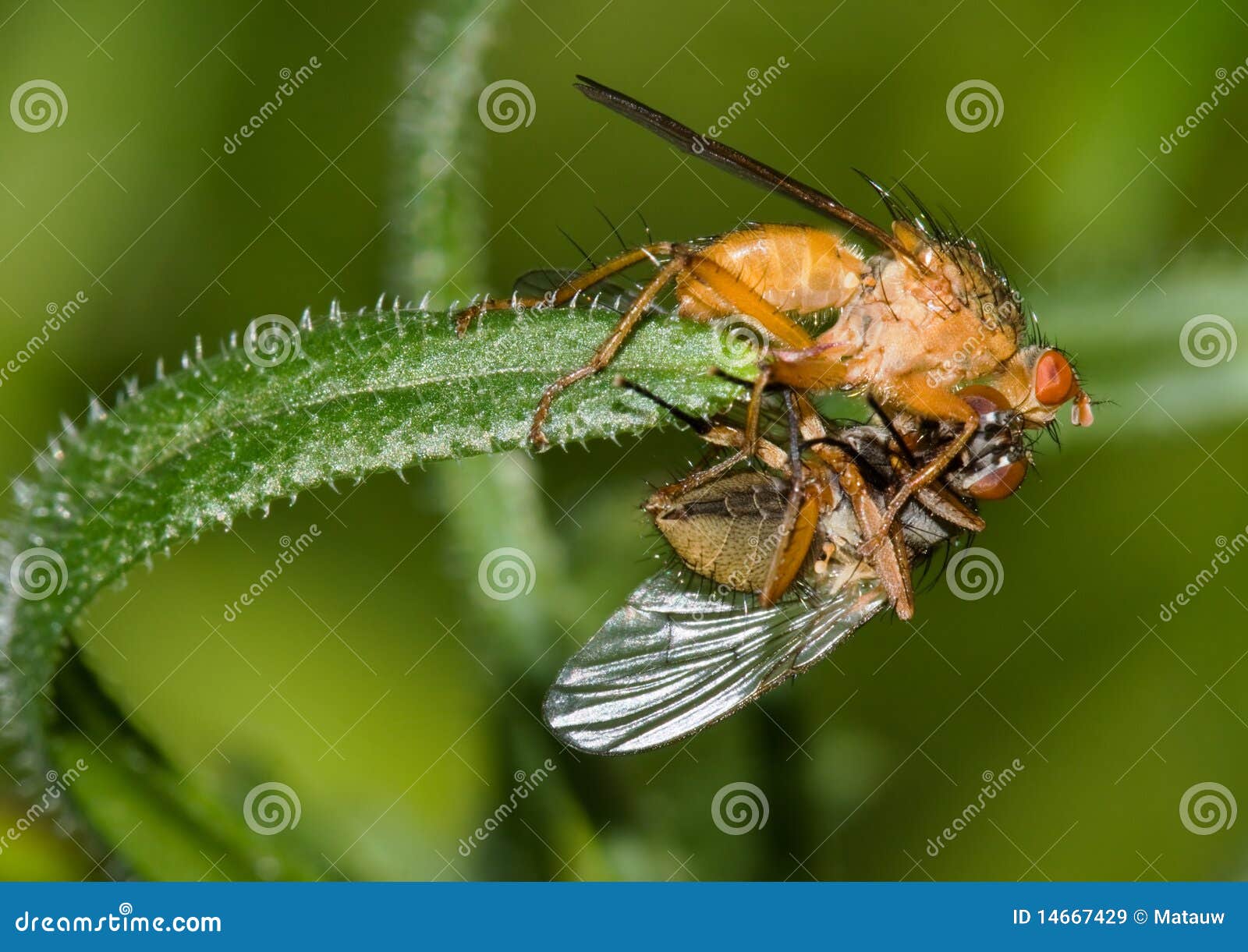 Biological plague control. stock image. Image of life - 14667429