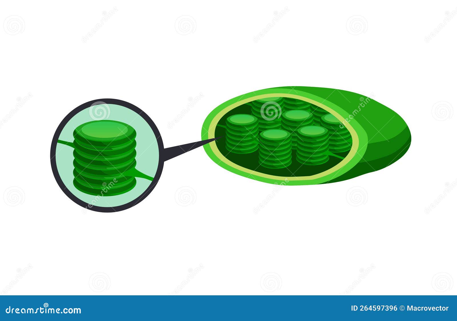 Biological Process Diagram Composition Vector Illustration ...