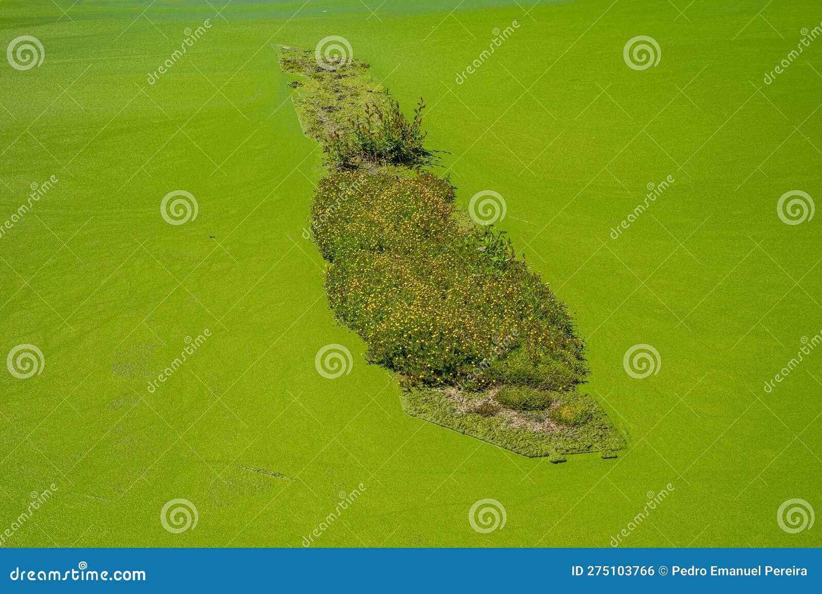 Biological Purification System for Lake Water Using Floating Cork ...