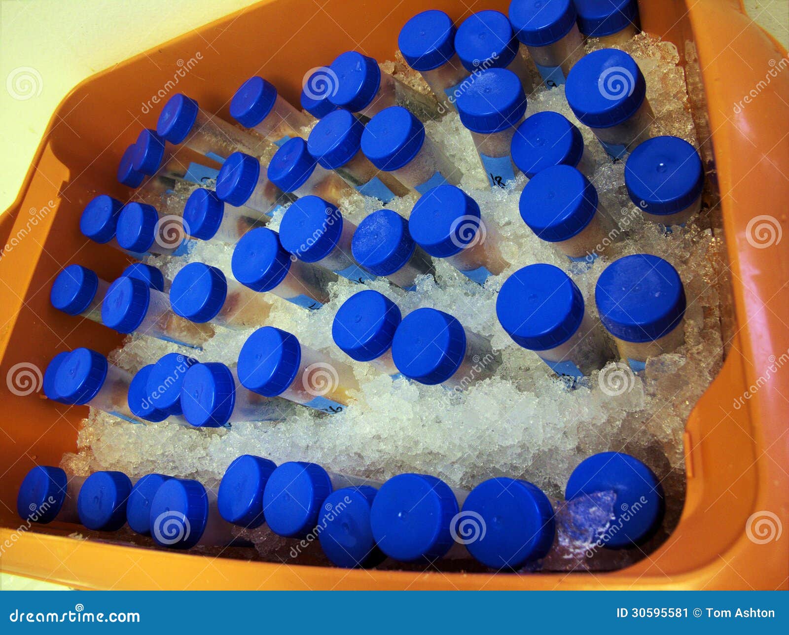 Biological Samples stock image. Image of laboratory, lids - 30595581