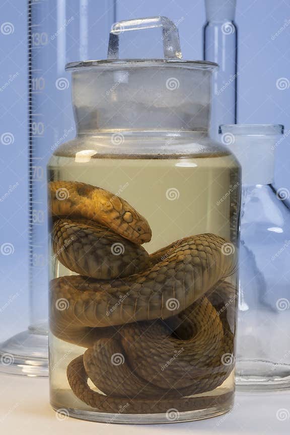 Biological Specimen - Snake Stock Photo - Image of reptile, education ...