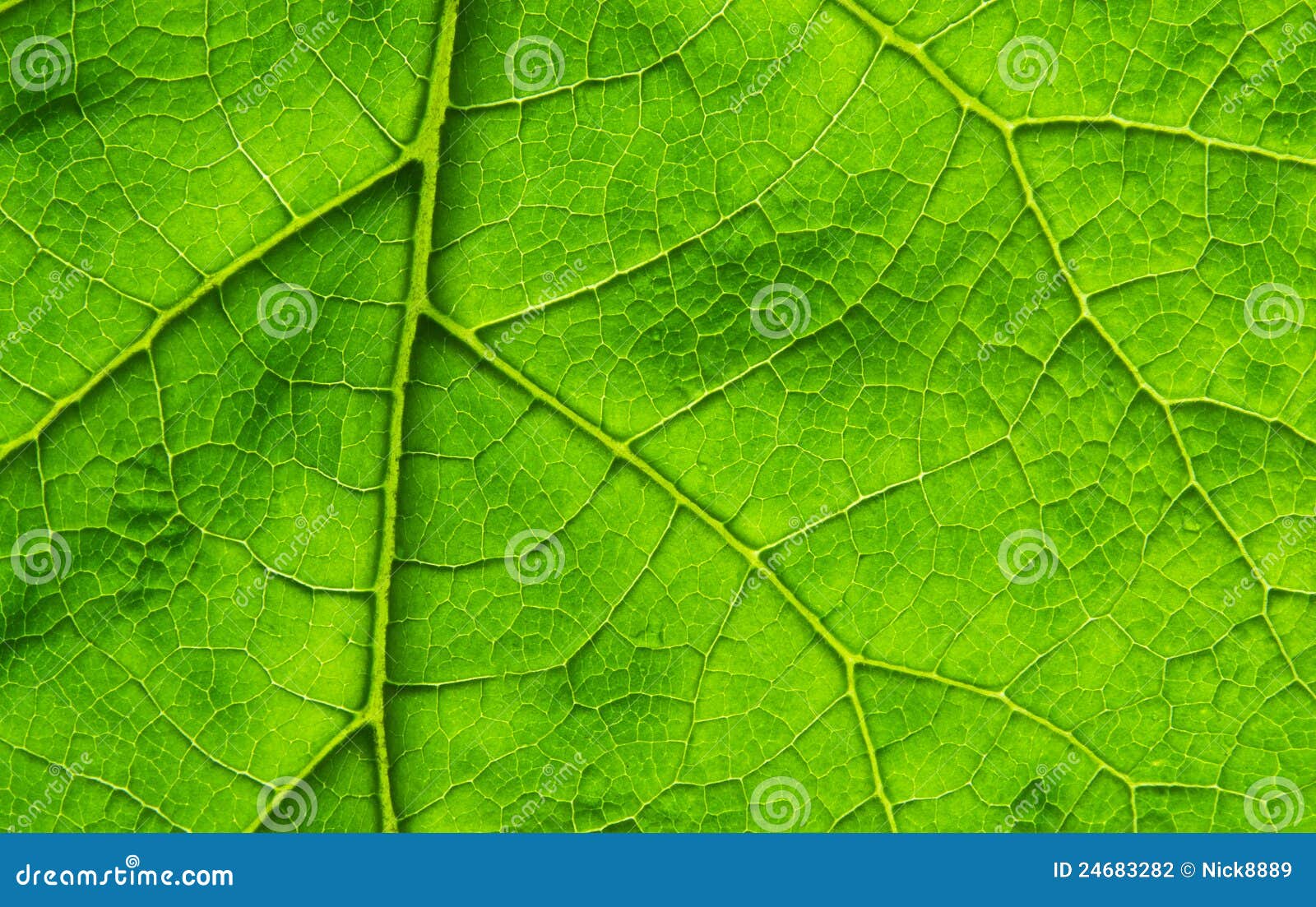 Biological texture stock photo. Image of photosynthesis - 24683282