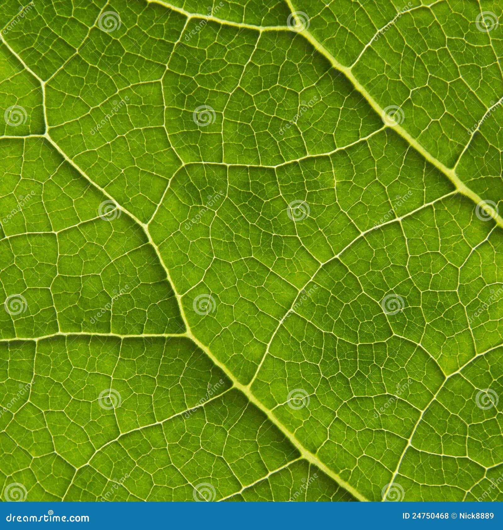 Biological texture stock photo. Image of photosynthesis - 24750468