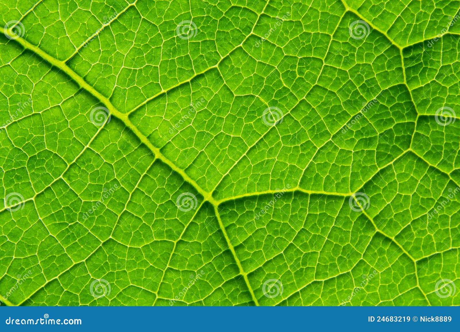 Biological Texture. Stock Photo | CartoonDealer.com #52498626