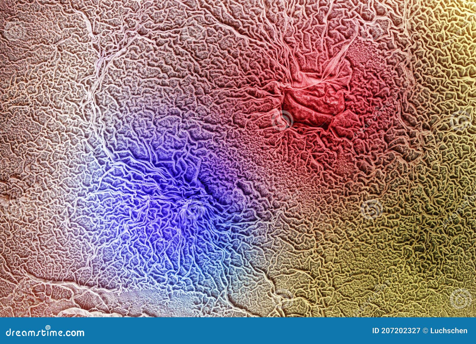 Biological Texture Microscopic. Brain Neural Networks Stock Image ...