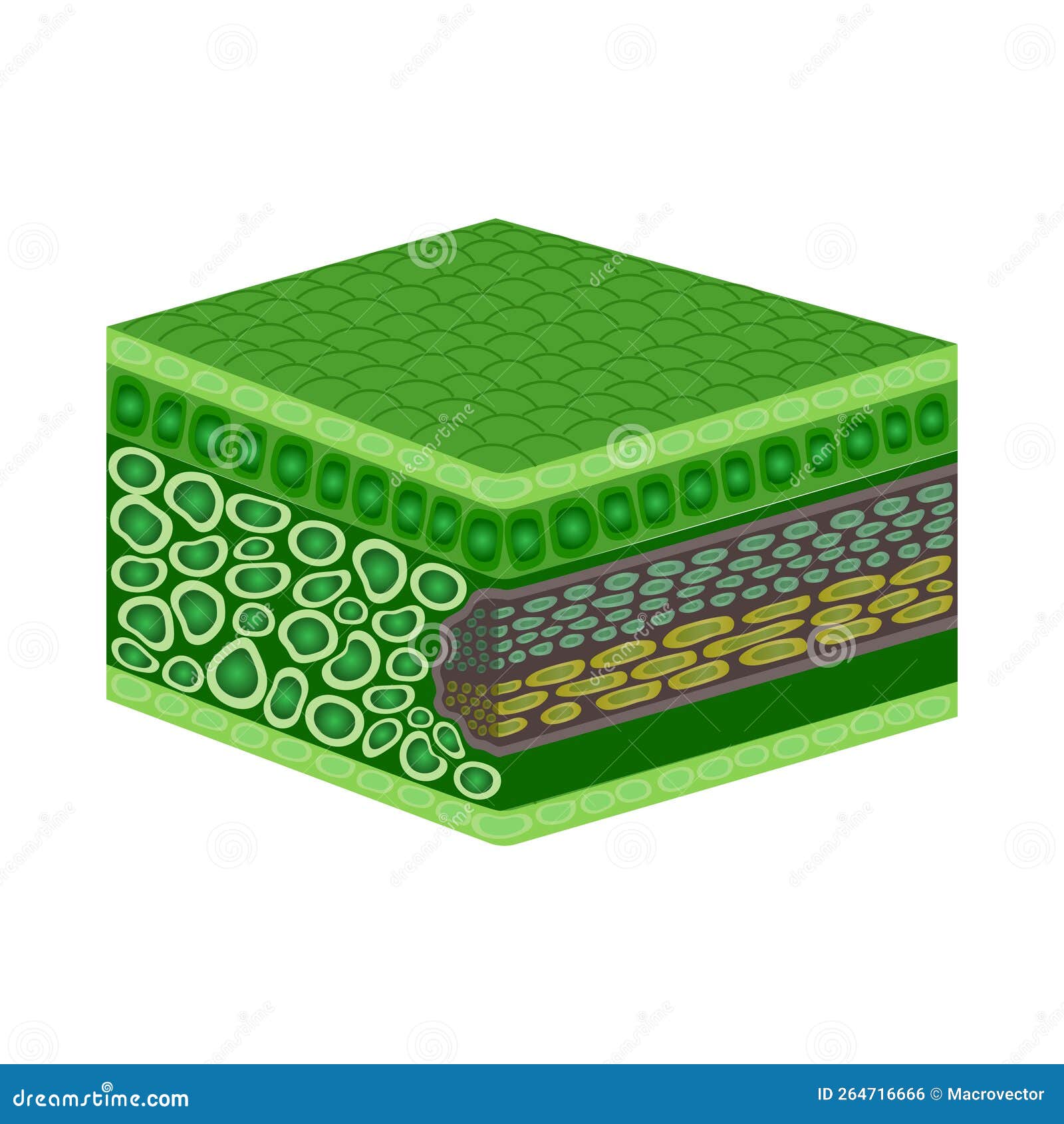 Biological Tissue Diagram Composition Royalty-Free Cartoon ...
