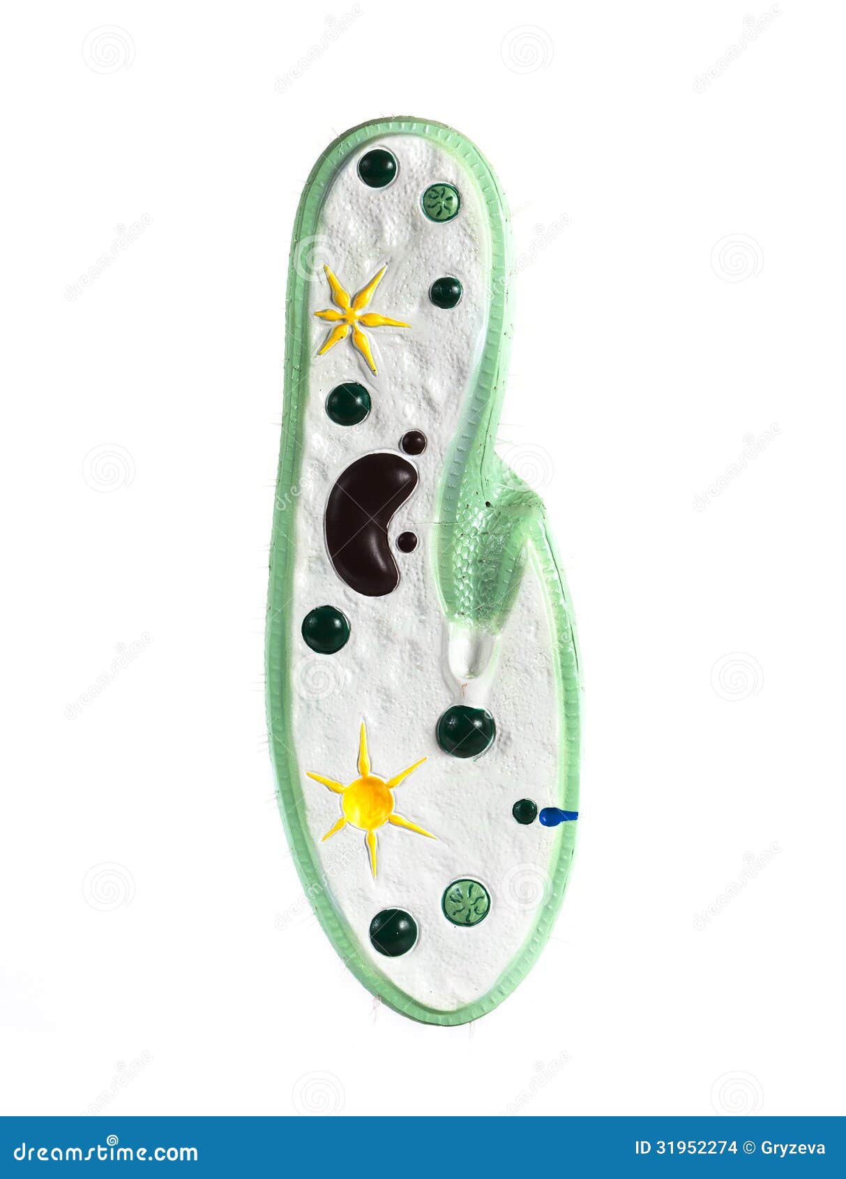 Biological Training Model Paramecium Isolated on White Background Stock ...