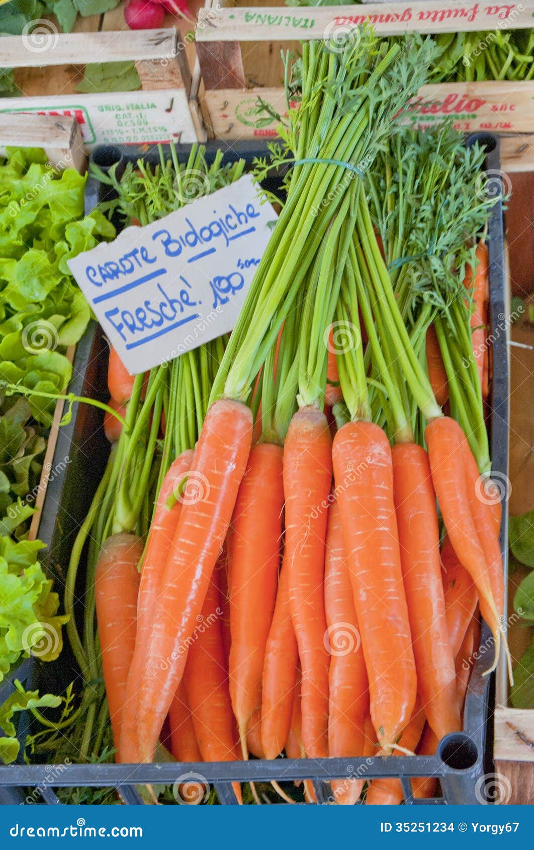 Biologically Clean Carrots editorial stock image. Image of fleshy ...