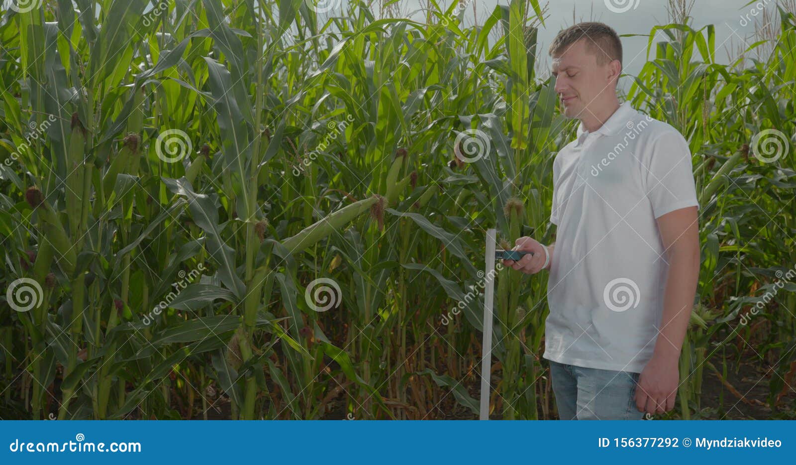 Biologist or Agronomist, Measure the Size of the Corn Field. Stock ...