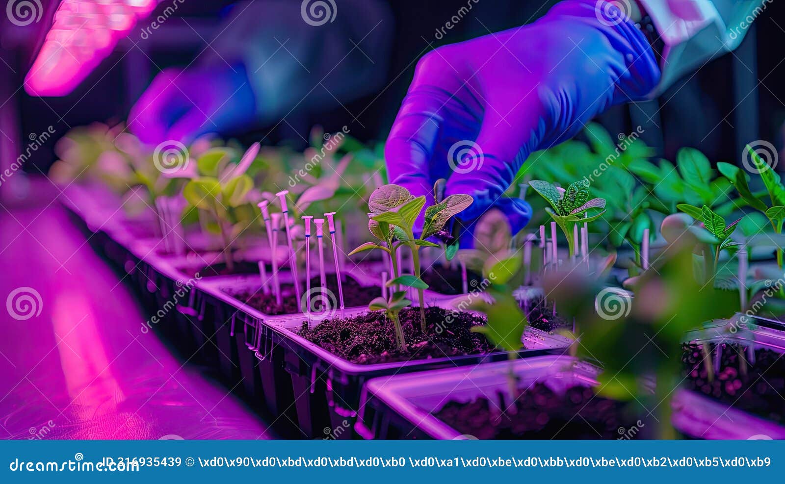 A Biologist Conducts Experiments on Plants Stock Image - Image of ...