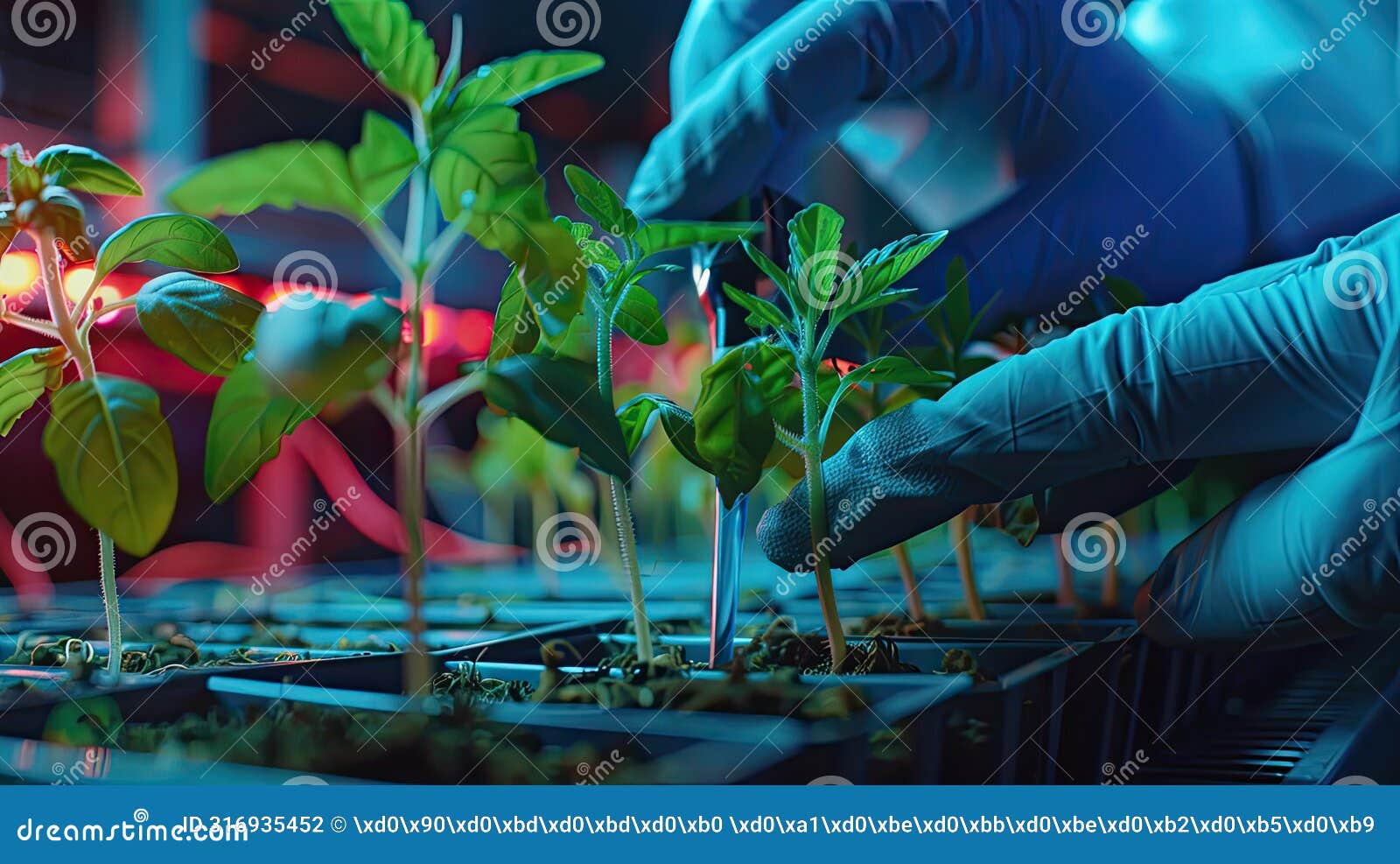 A Biologist Conducts Experiments on Plants Stock Photo - Image of ...