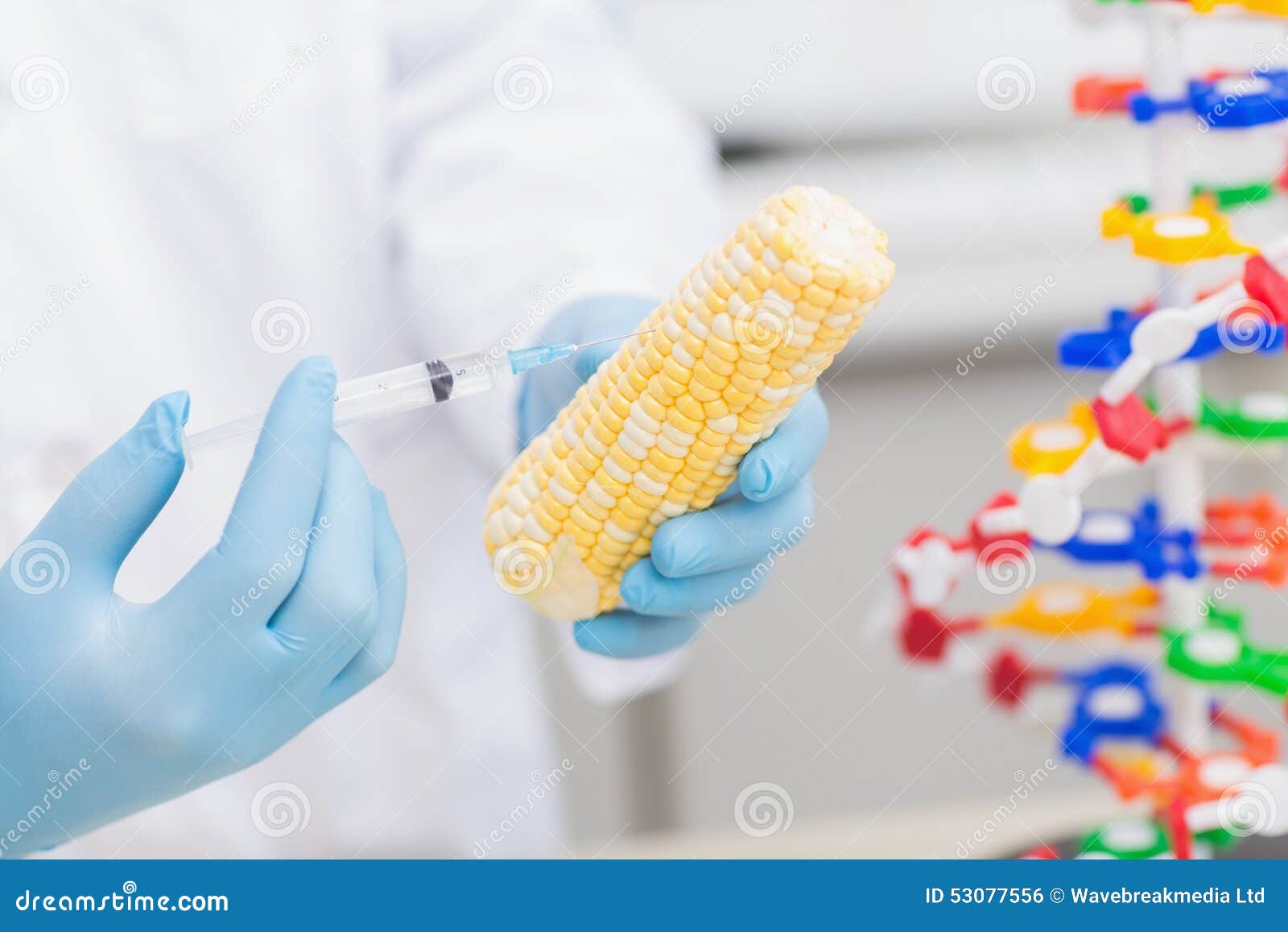Biologist Examining Corn with Syringe Stock Photo - Image of college ...