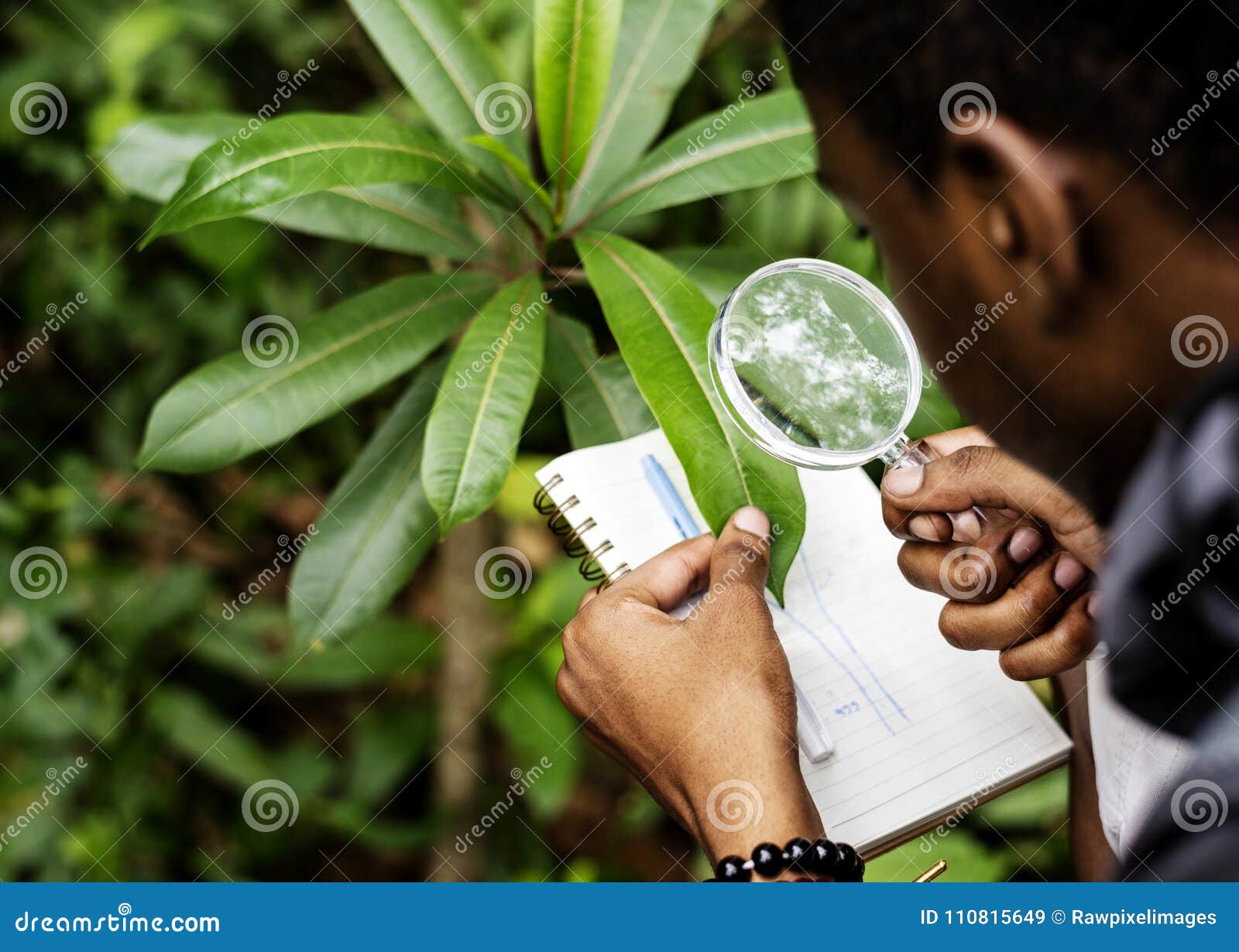 Biologist in a Forest Researching Stock Image - Image of green, forest ...