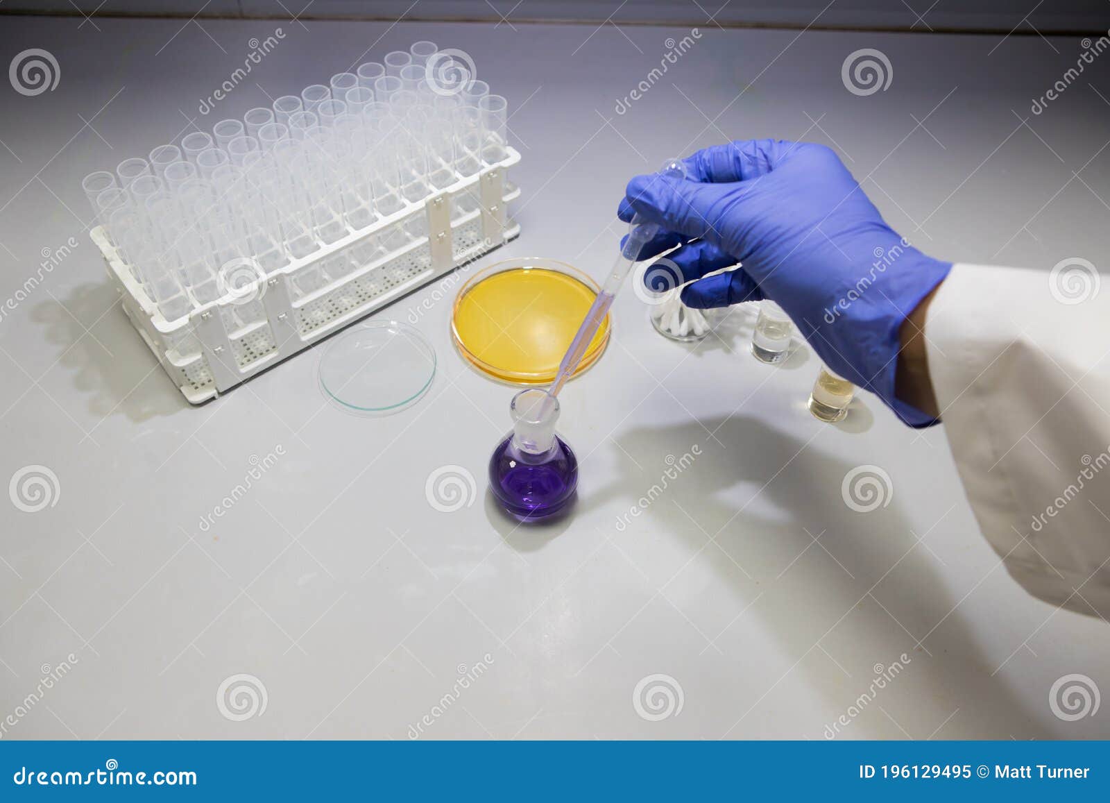 Microbiologist in a Laboratory Analysing Bacteria Samples on a Plate ...