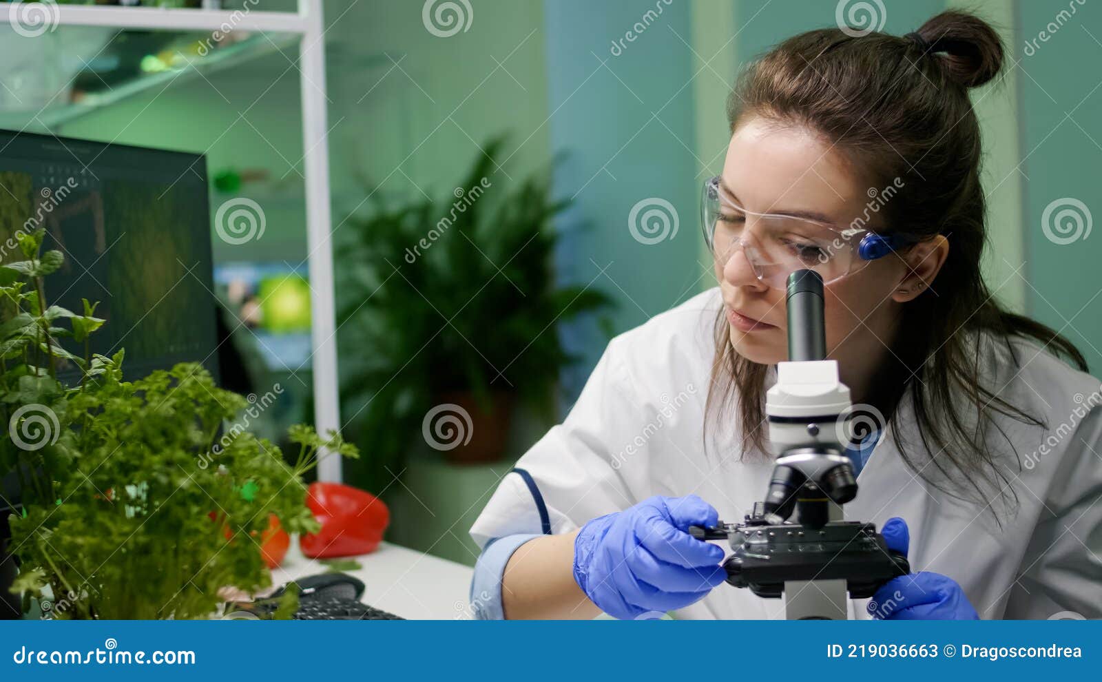 Biologist Scientist Looking at Green Leaf Sample Under Microscope Stock ...