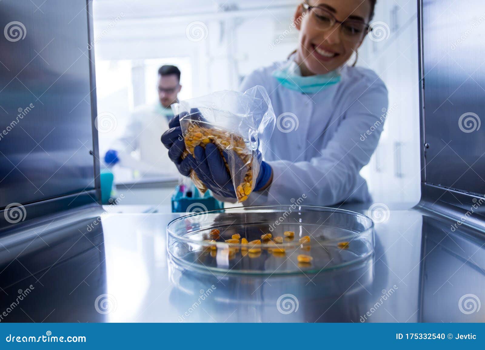 Biologist Working with Corn Grains in Laboratory Stock Photo - Image of ...