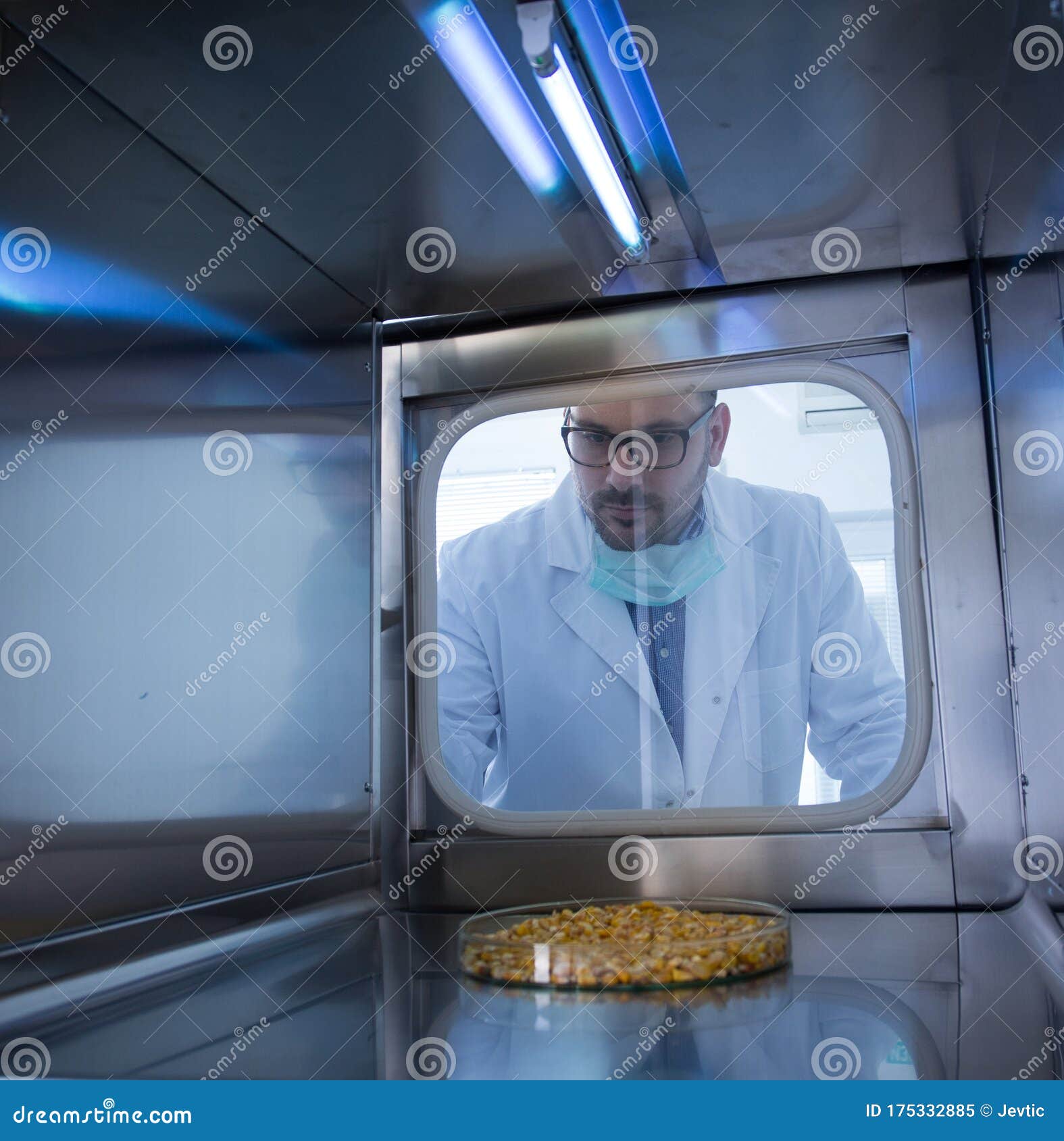 Biologist Working with Corn Grains in Laboratory Stock Image - Image of ...