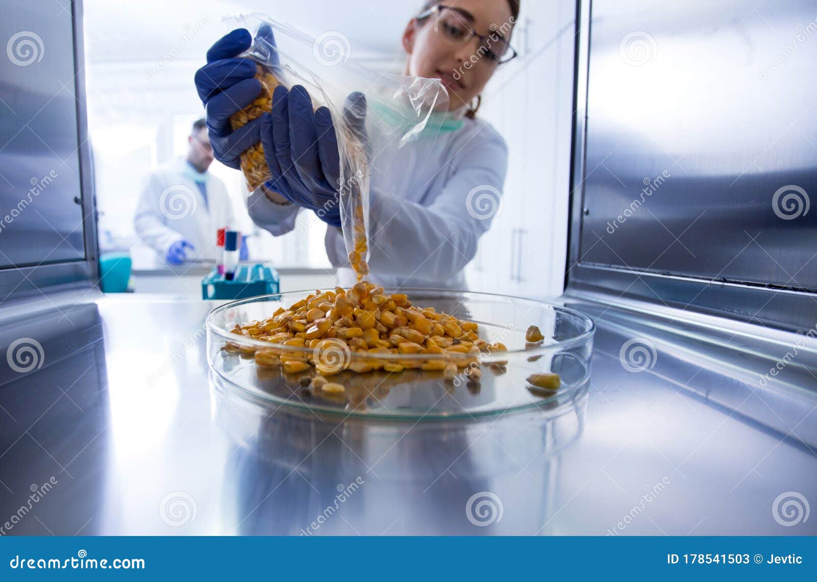 Biologist Working with Corn Grains in Laboratory Stock Image - Image of ...