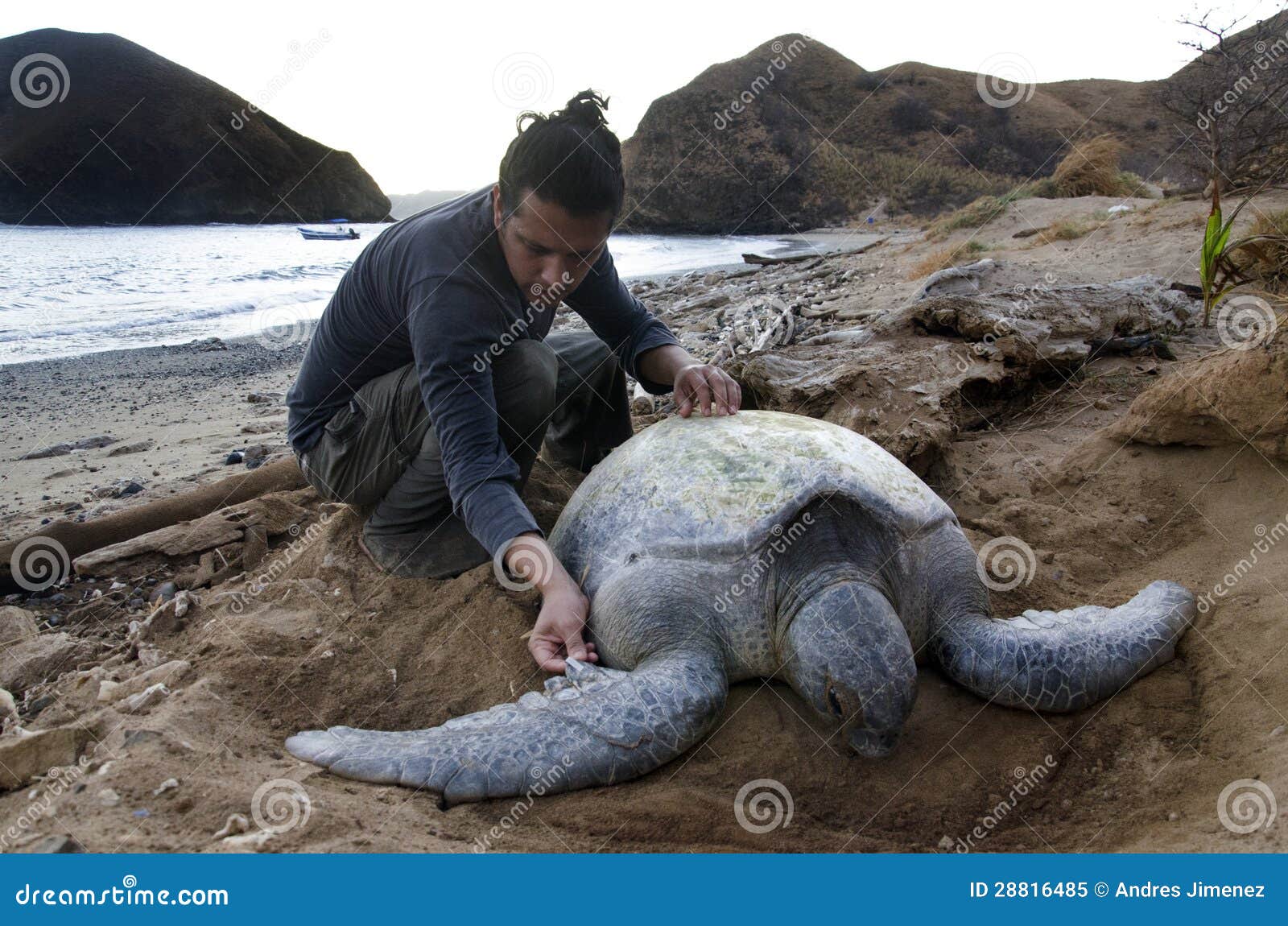 Biologist Working with Pacific Green Sea Turtle Stock Image - Image of ...