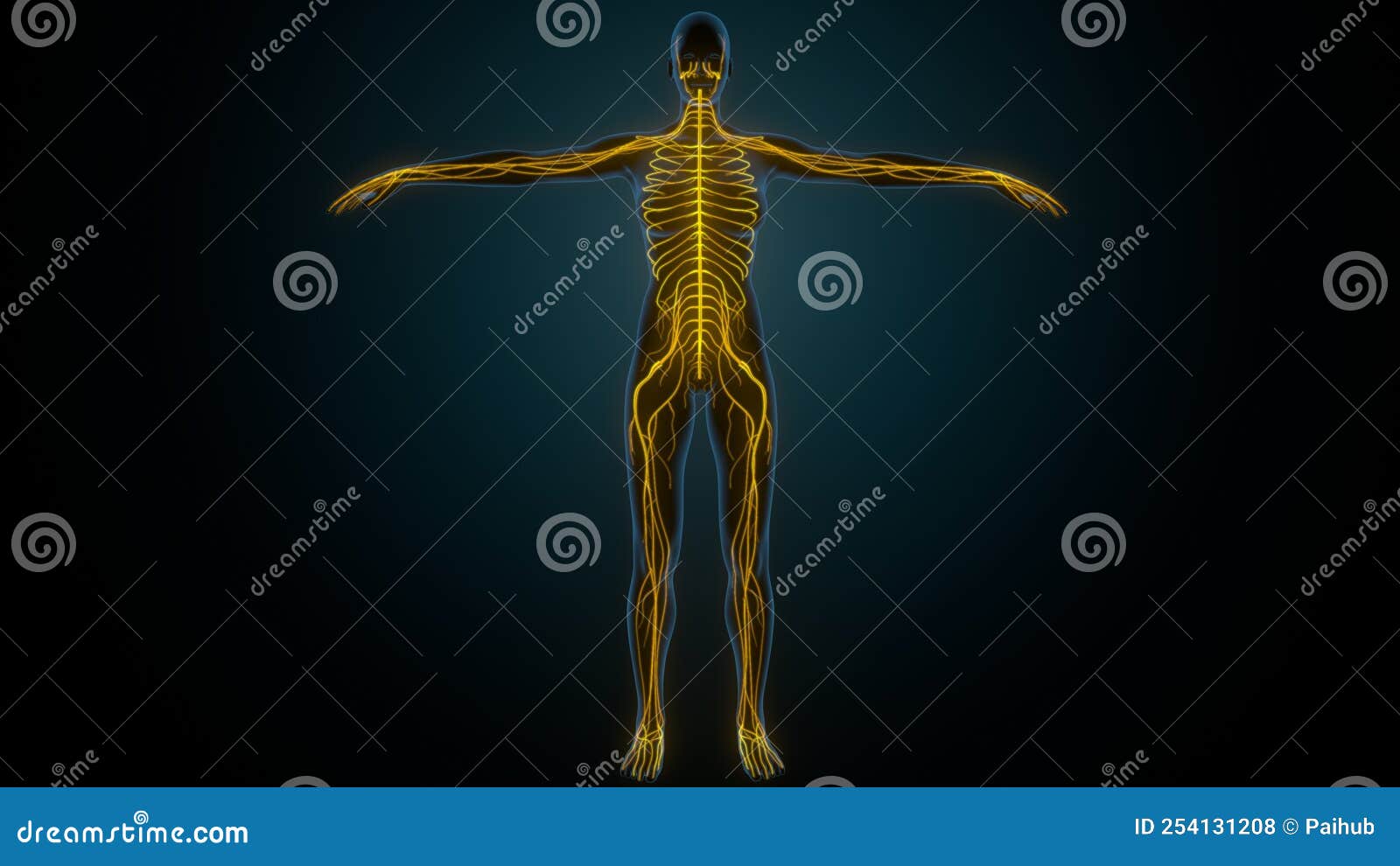 3d Illustartion of Human Body Nervous System Anatomy Stock Illustration ...