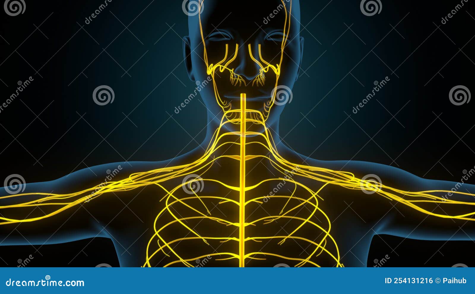 3d Illustartion of Human Body Nervous System Anatomy Stock Illustration ...