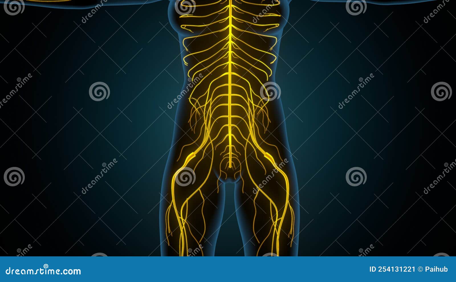 3d Illustartion of Human Body Nervous System Anatomy Stock Illustration ...