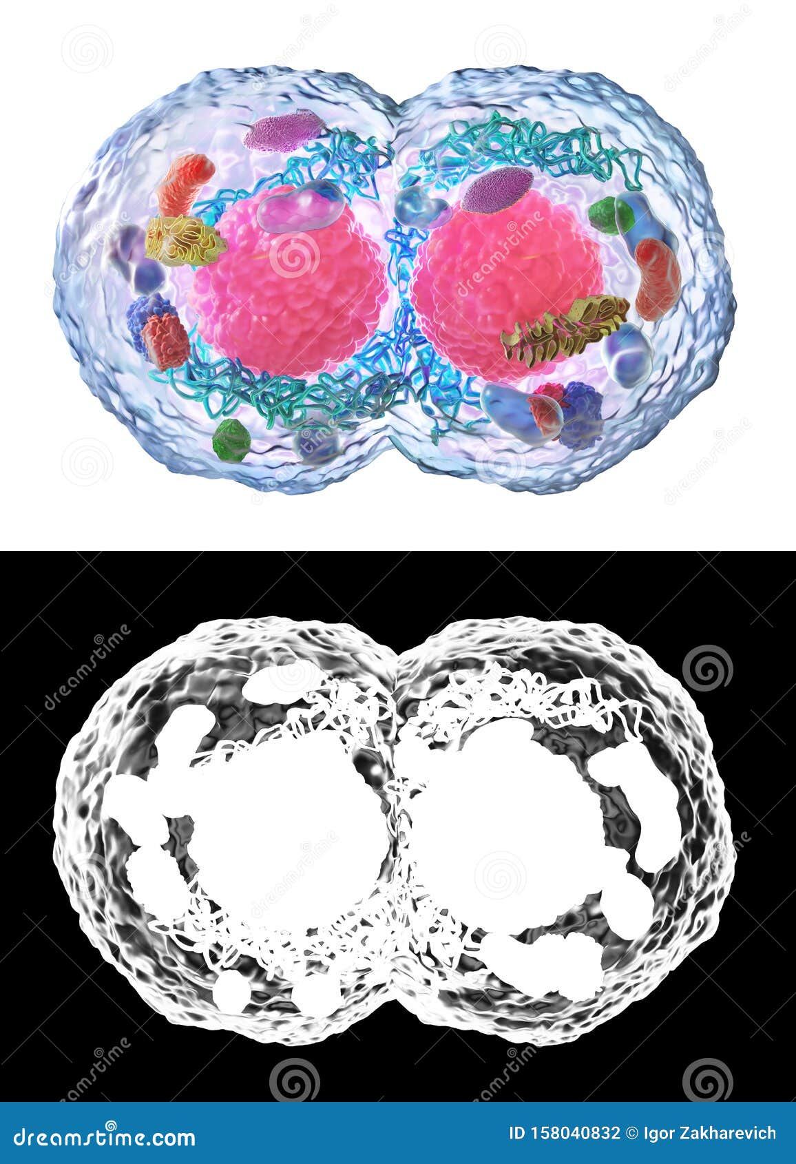 Biology Concept. Cell Division Under the Microscope Isolated on a White ...