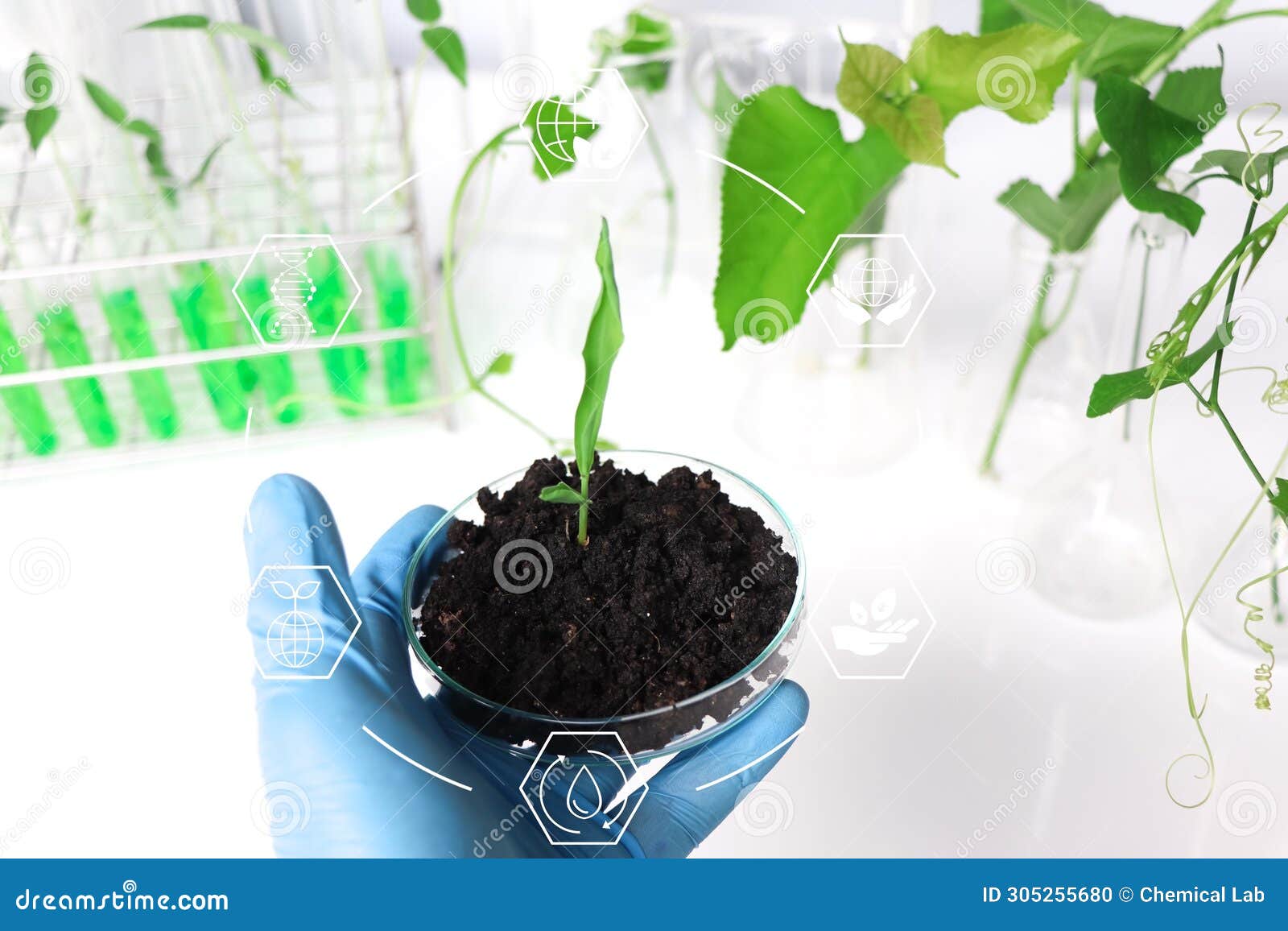 Biology Experiment with Green Vegetables in Laboratory Stock Photo ...