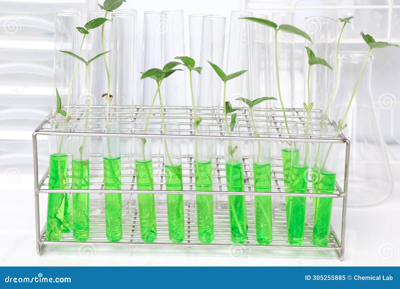 Biology Experiment with Green Vegetables in Laboratory Stock Image ...