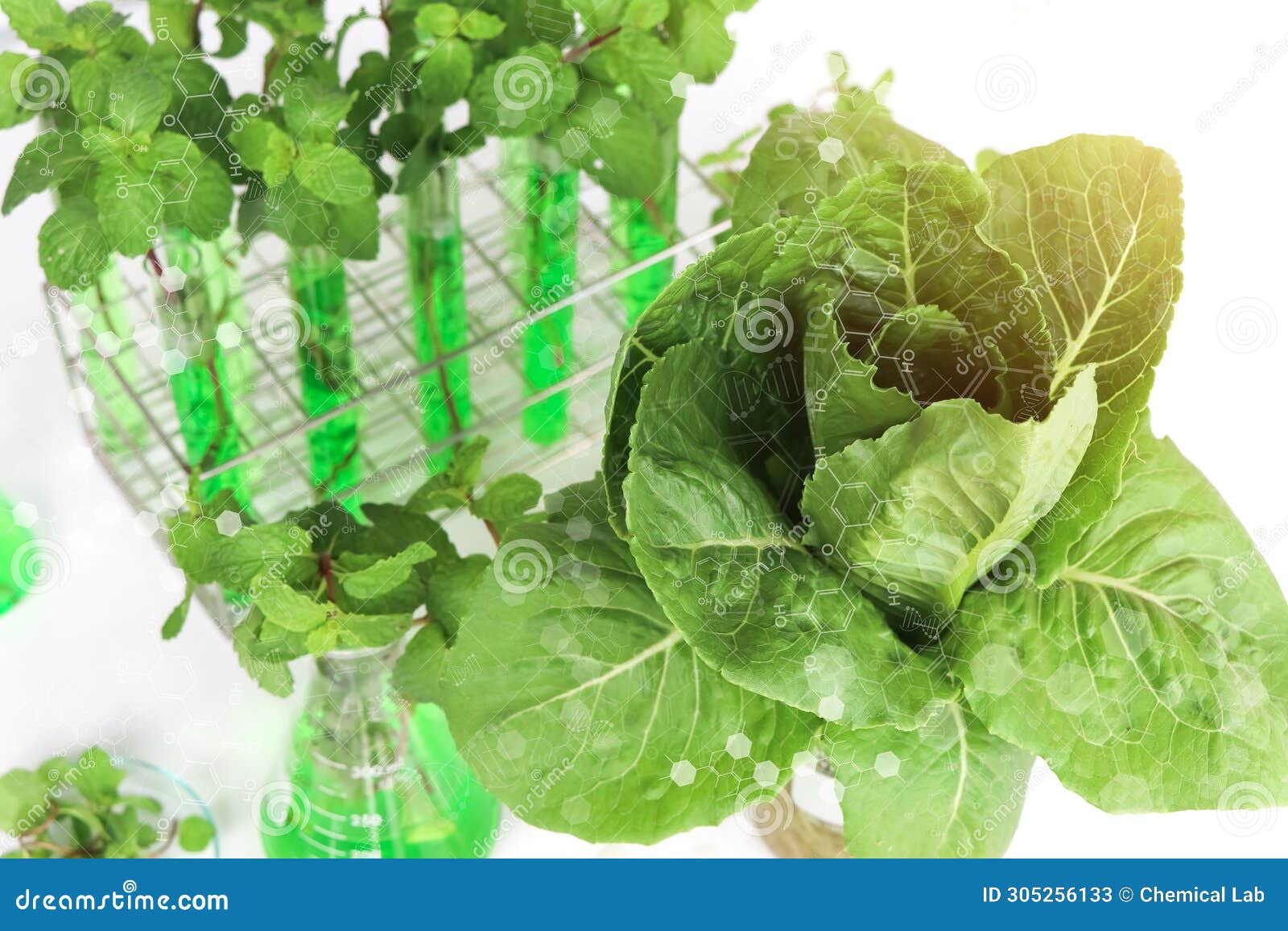 Biology Experiment with Green Vegetables in Laboratory Stock Image ...
